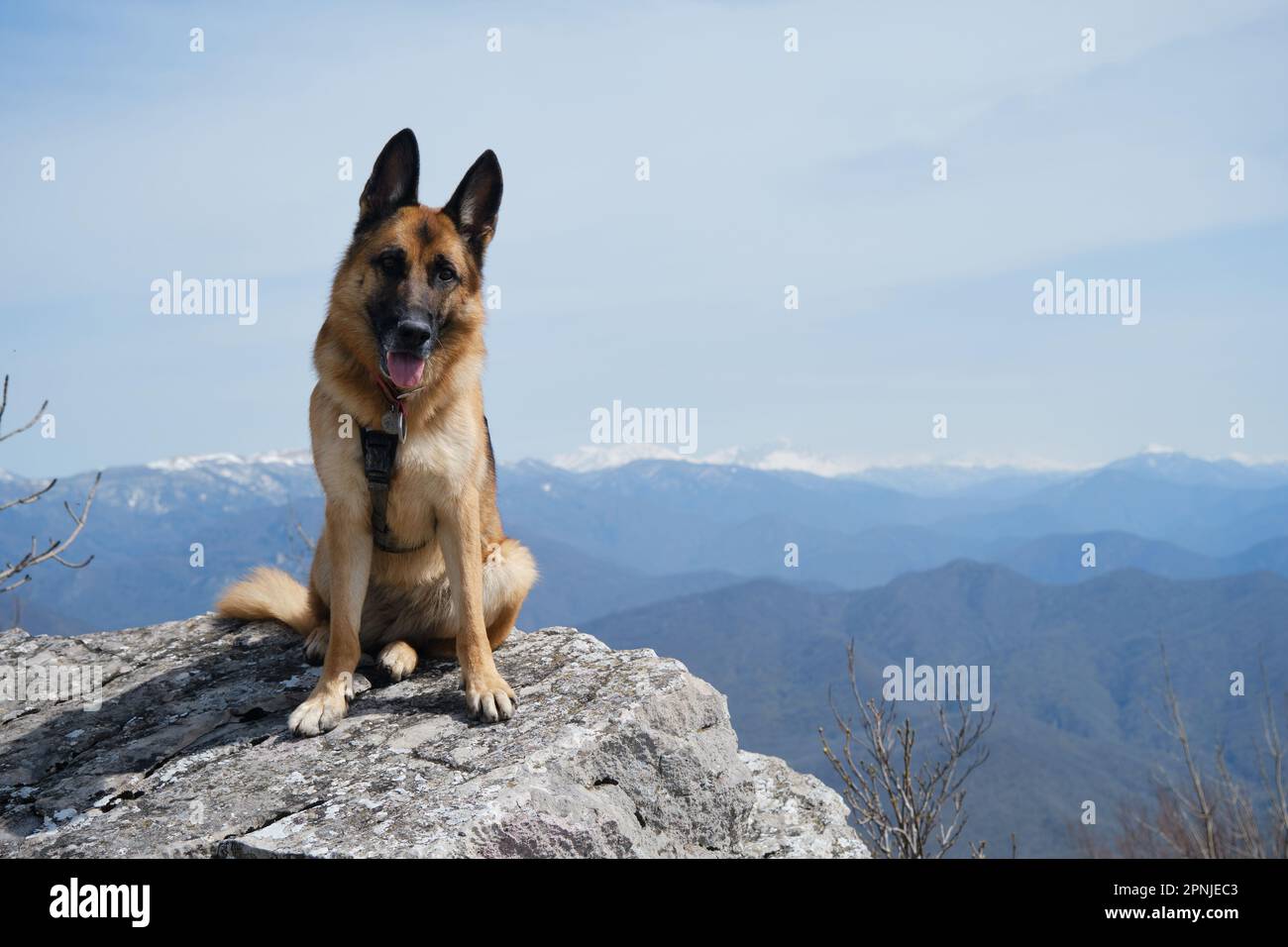 Traveling concept and hiking in mountains with dog. German Shepherd ...