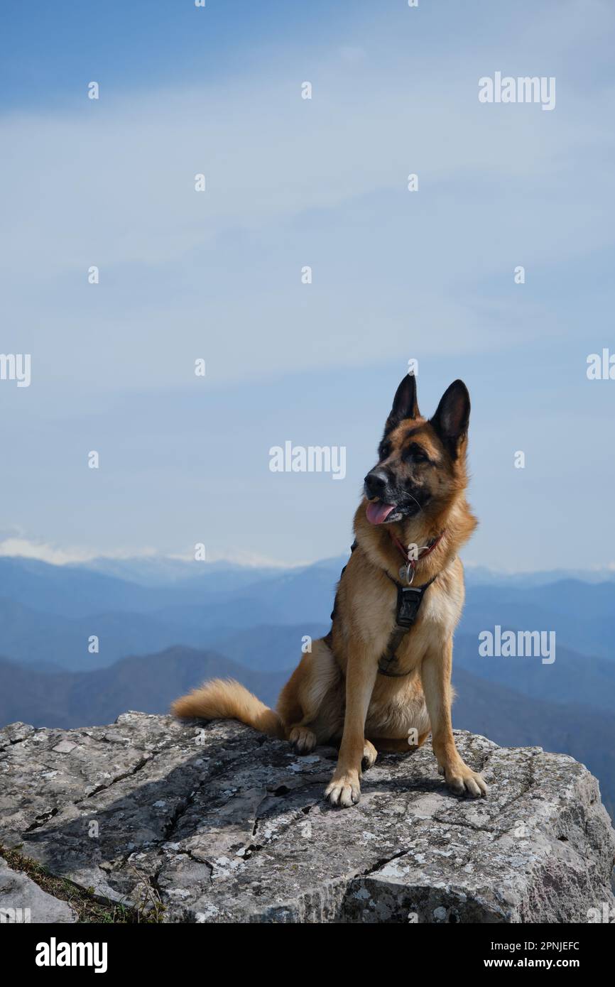 Traveling concept and hiking in mountains with dog. German Shepherd ...