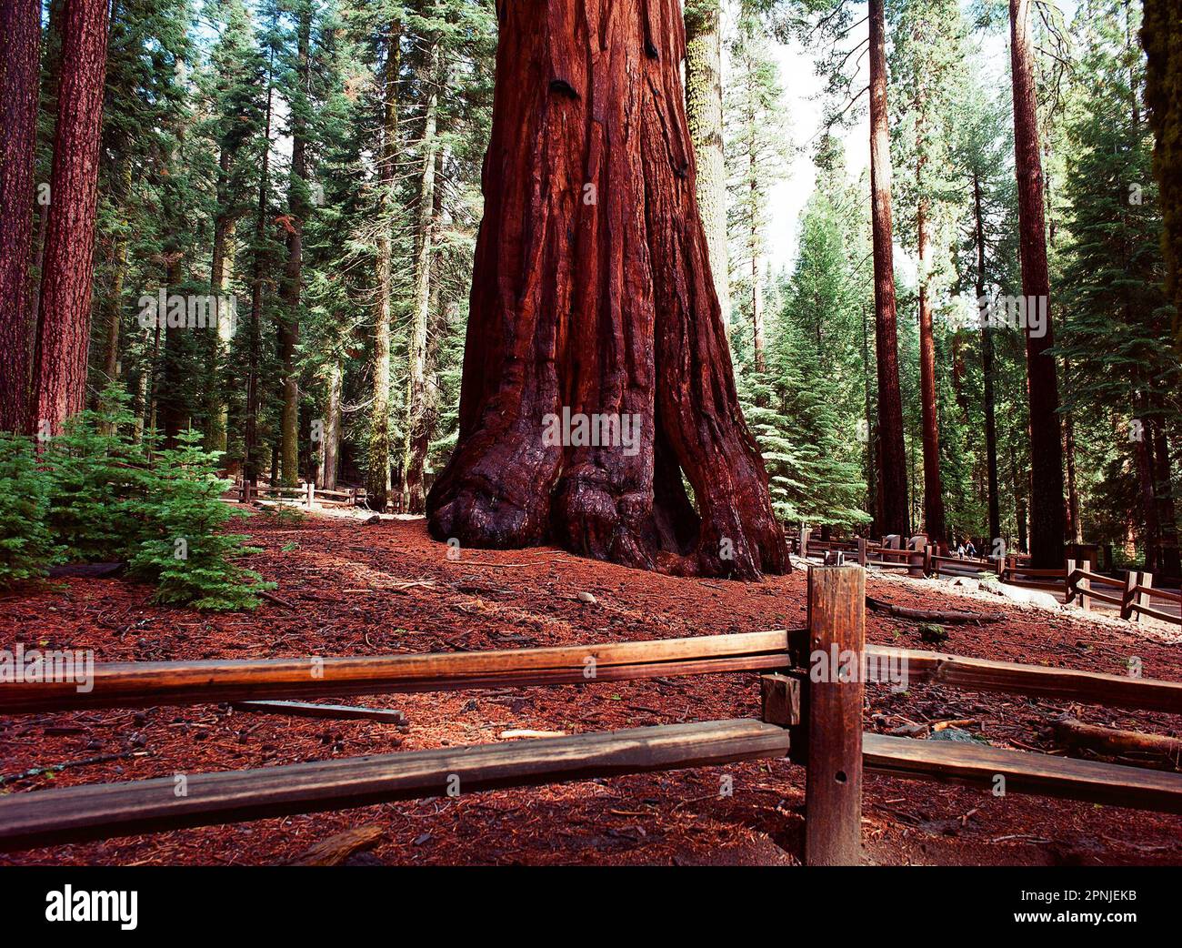 Giant Sequoias redwood trees in Yosemite California Stock Photo - Alamy