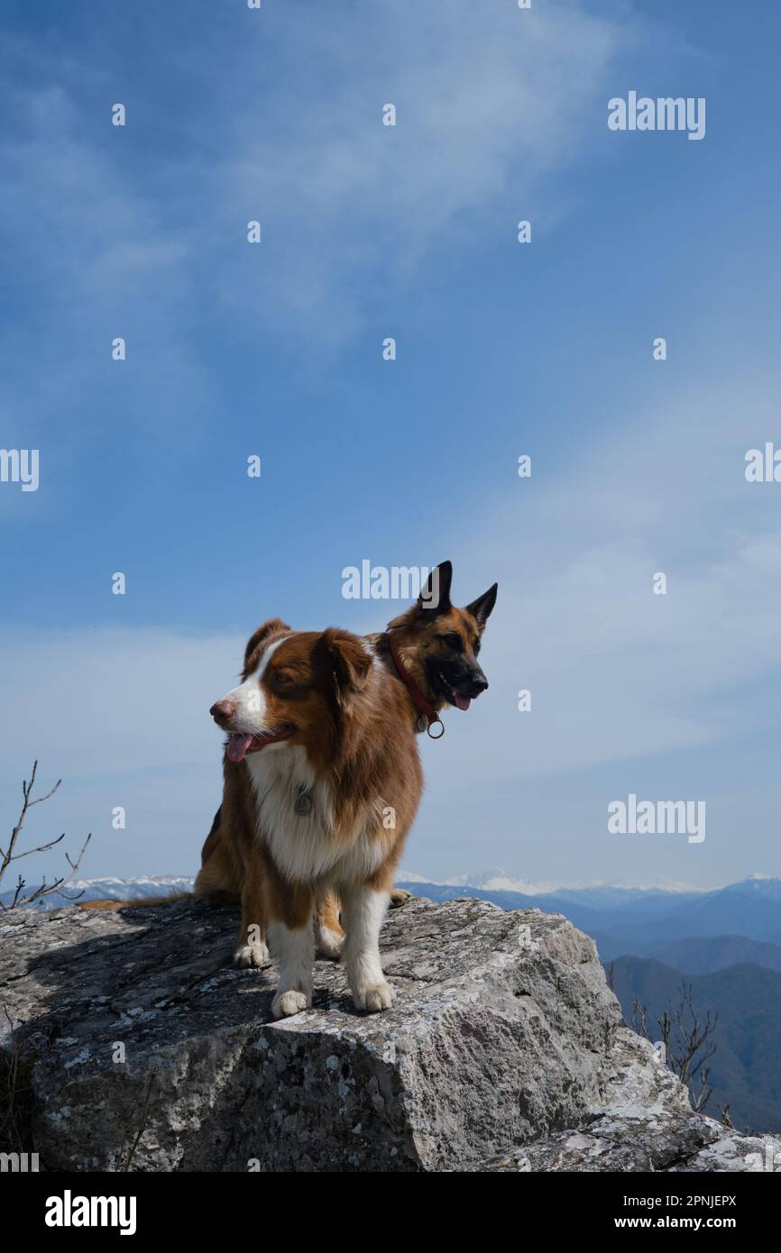 Traveling concept and hiking with two dogs. Australian and German ...