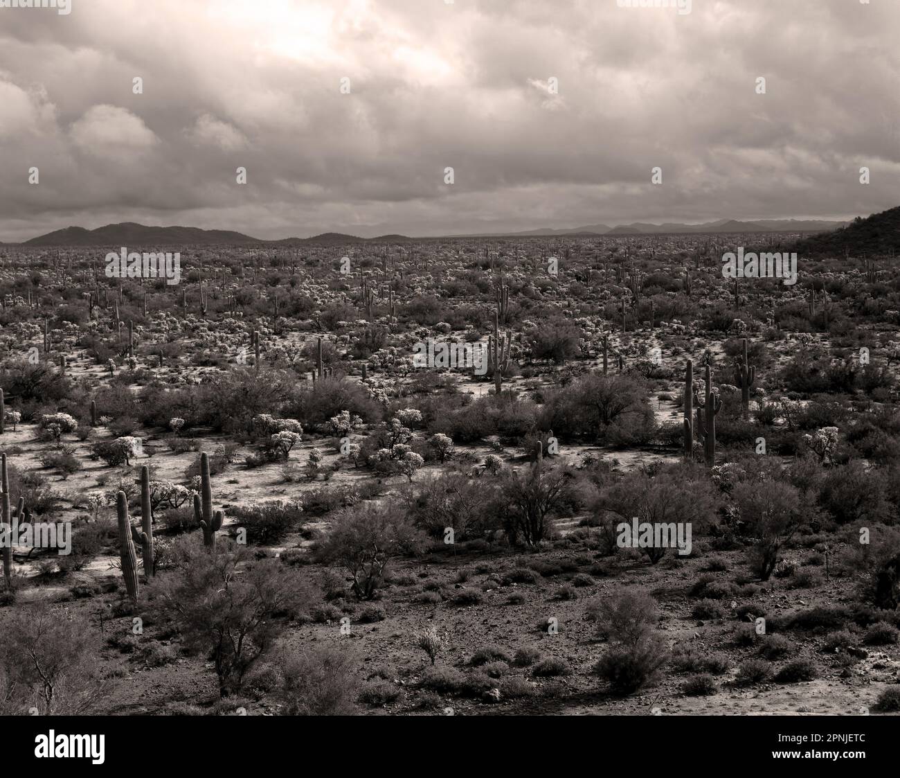 Storm forming in sonora desert landscape in the Arizona desert USA ...