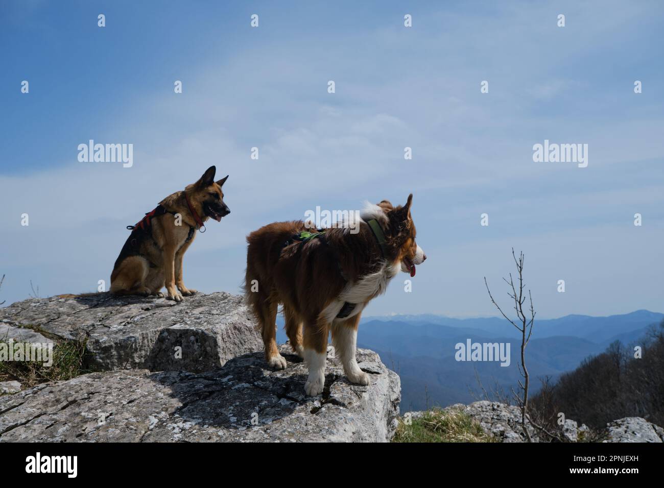 Traveling concept and hiking with two dogs. Australian and German ...