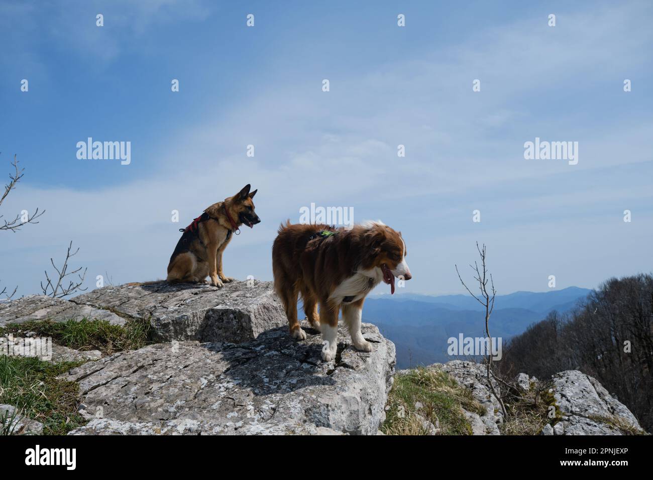 Traveling concept and hiking with two dogs. Australian and German ...