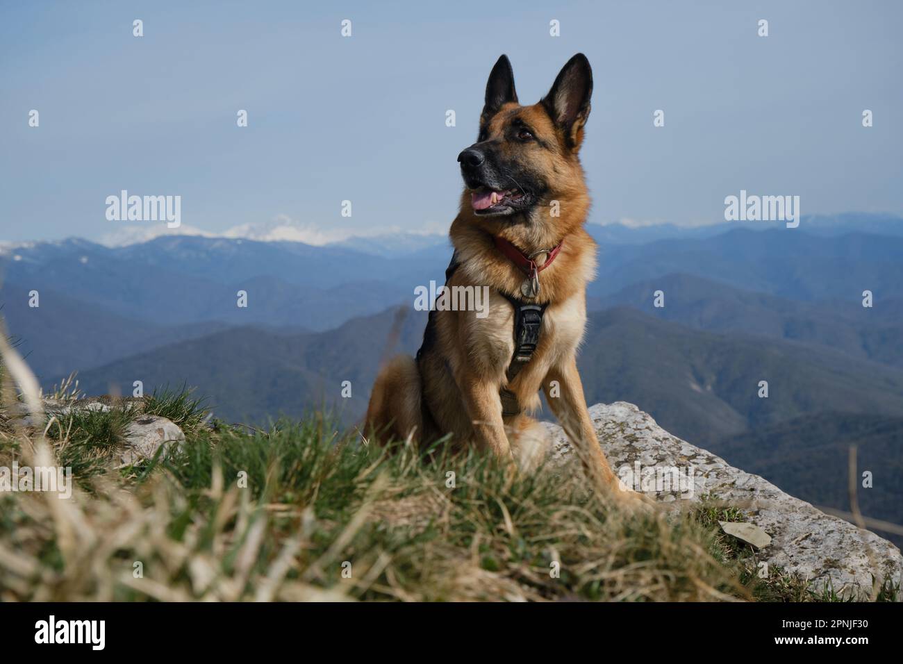 Traveling concept and hiking in mountains with dog. German Shepherd ...
