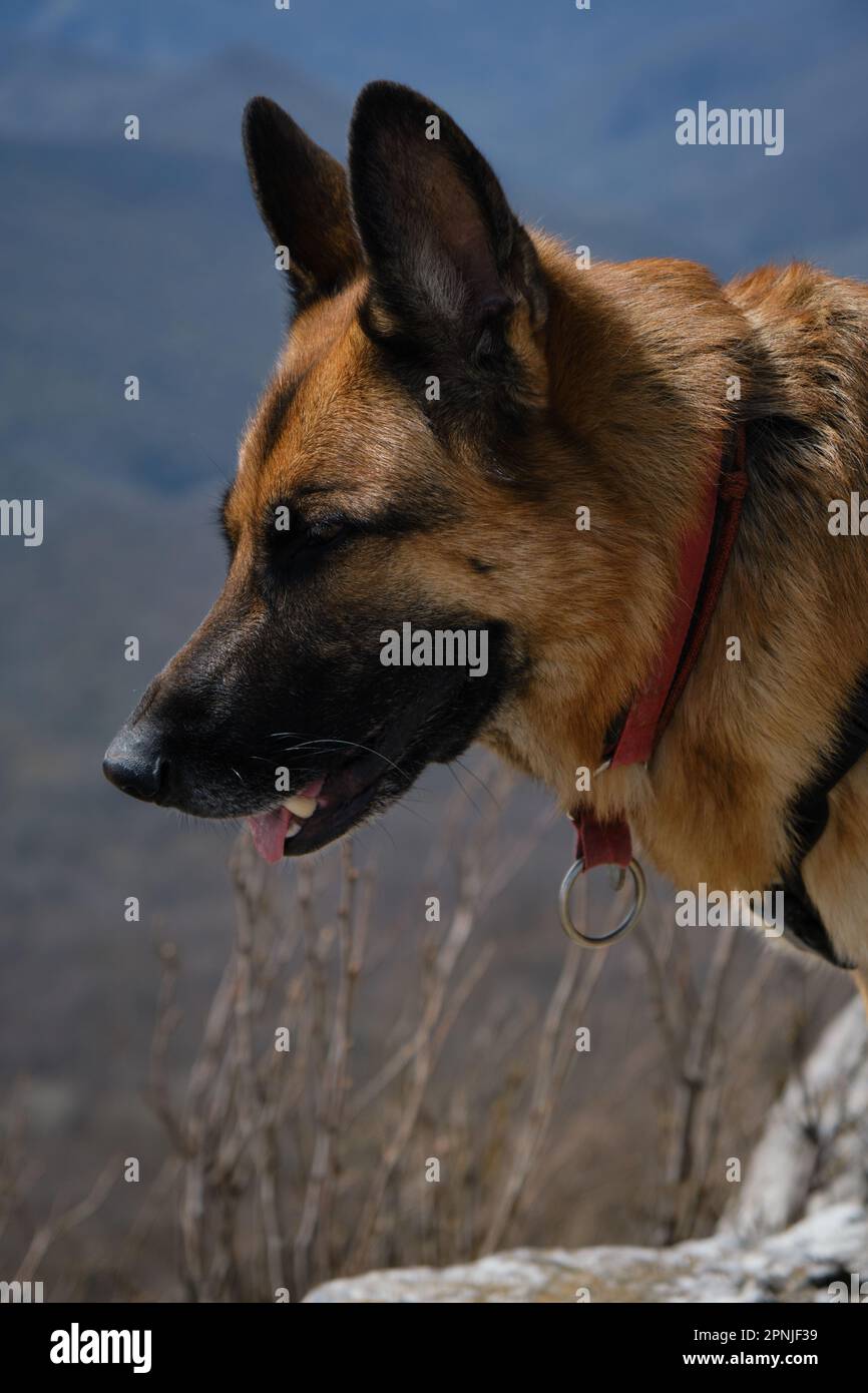 Traveling concept and hiking in mountains with dog. German Shepherd ...