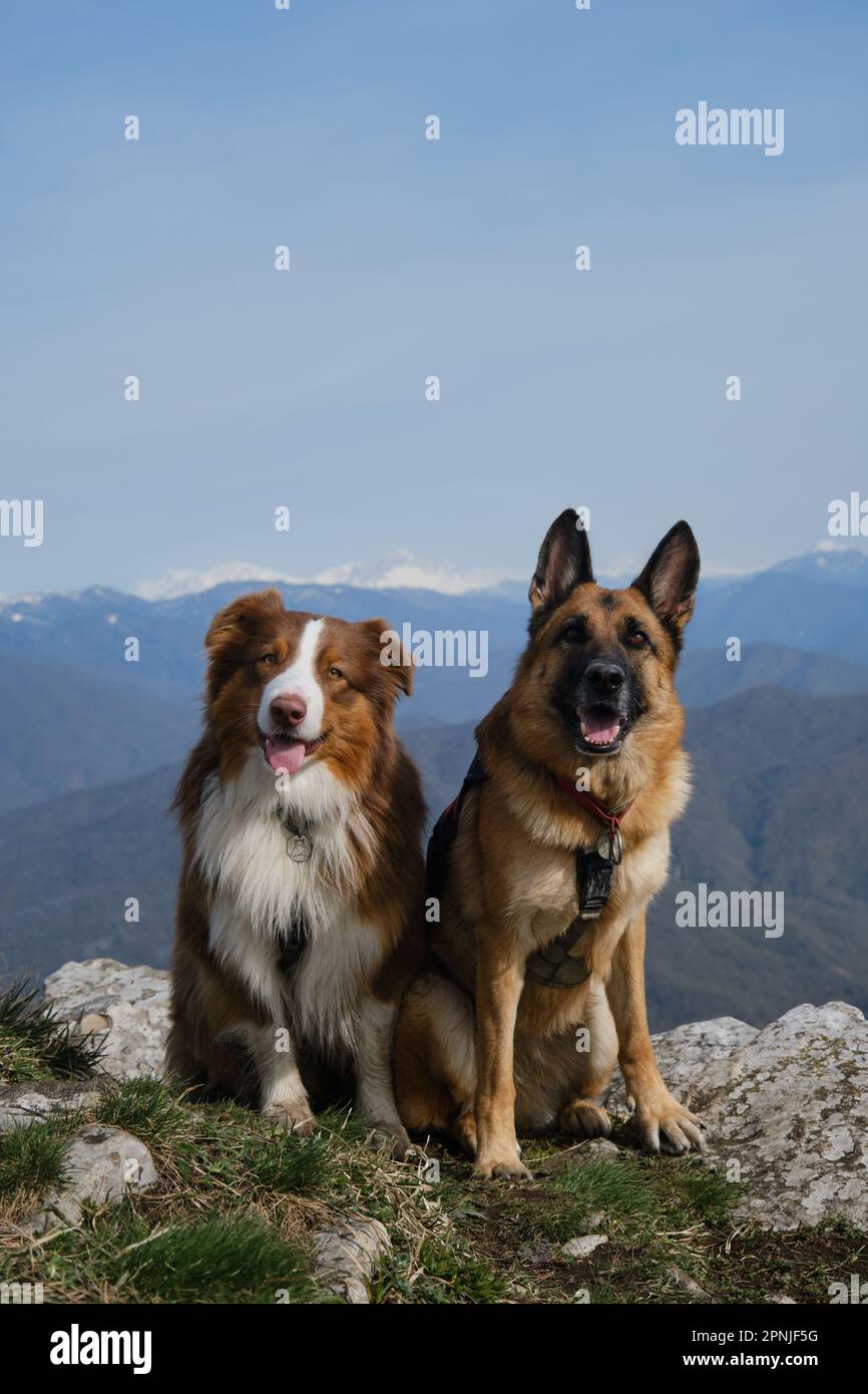 German and Australian Shepherd sit side by side on top of ridge against ...