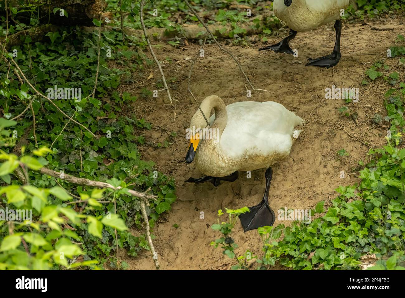 The tundra swan (Cygnus columbianus) is a small swan of the Holarctic ...