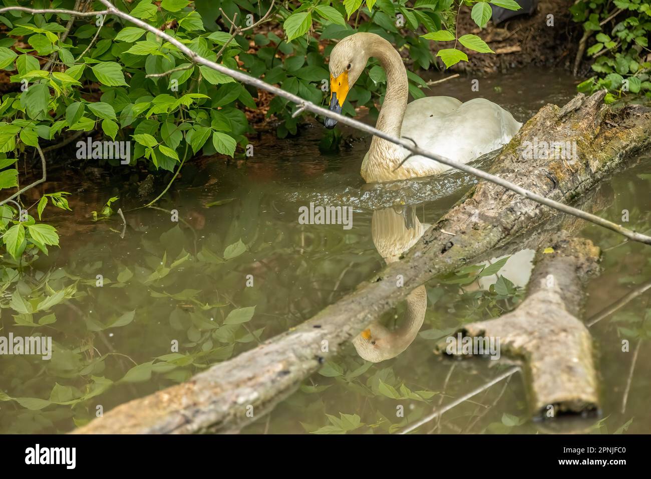 The tundra swan (Cygnus columbianus) is a small swan of the Holarctic ...