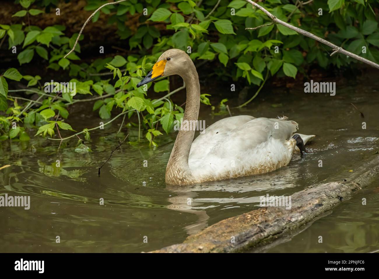 The tundra swan (Cygnus columbianus) is a small swan of the Holarctic ...