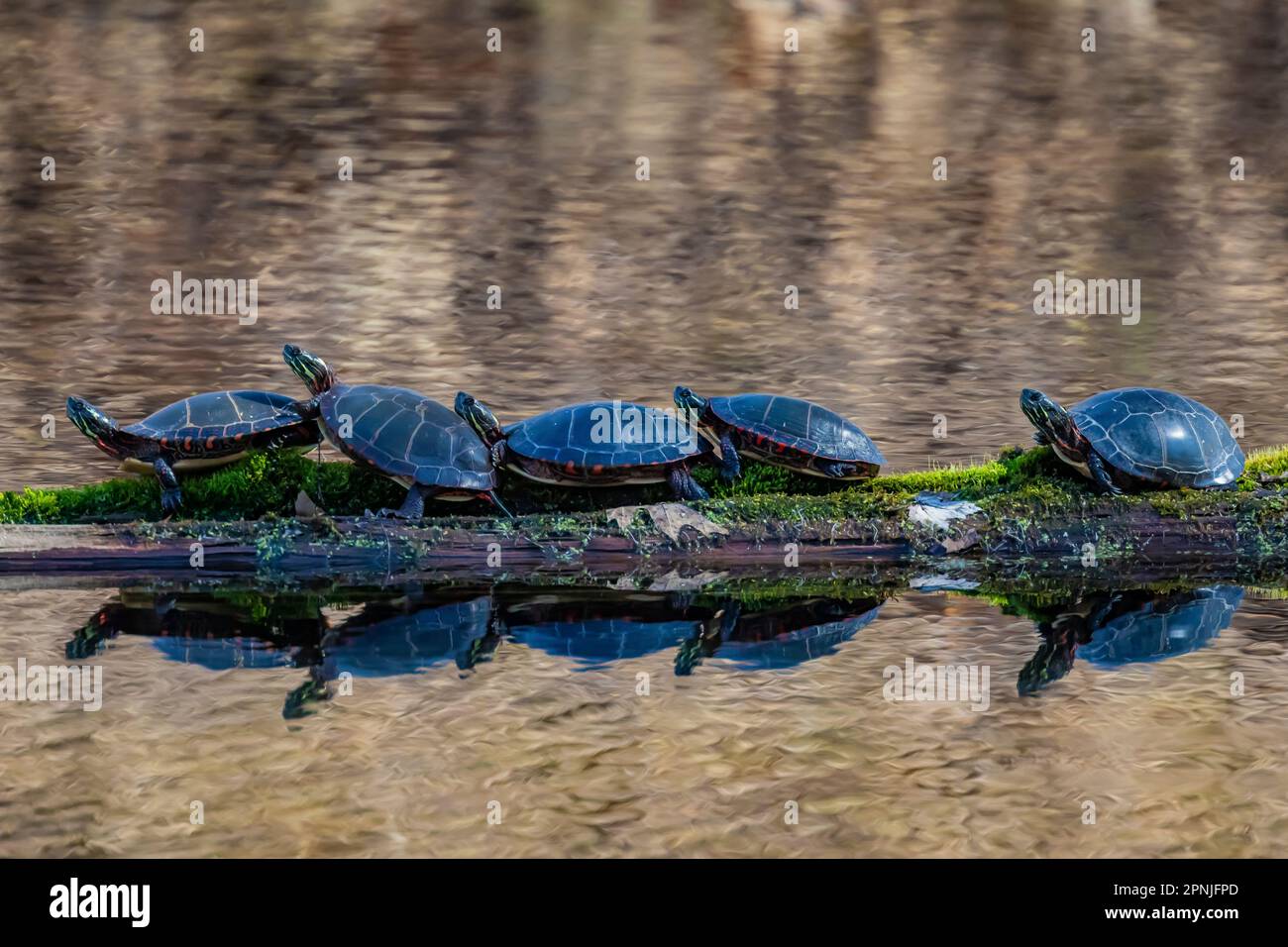 Hauled out basking in water hi-res stock photography and images - Alamy