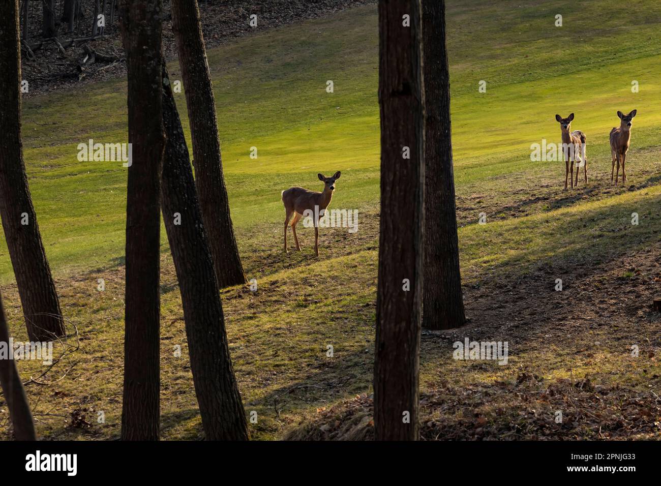 White-tailed Deer, Odocoileus virginianus, at edge of golf course in ...