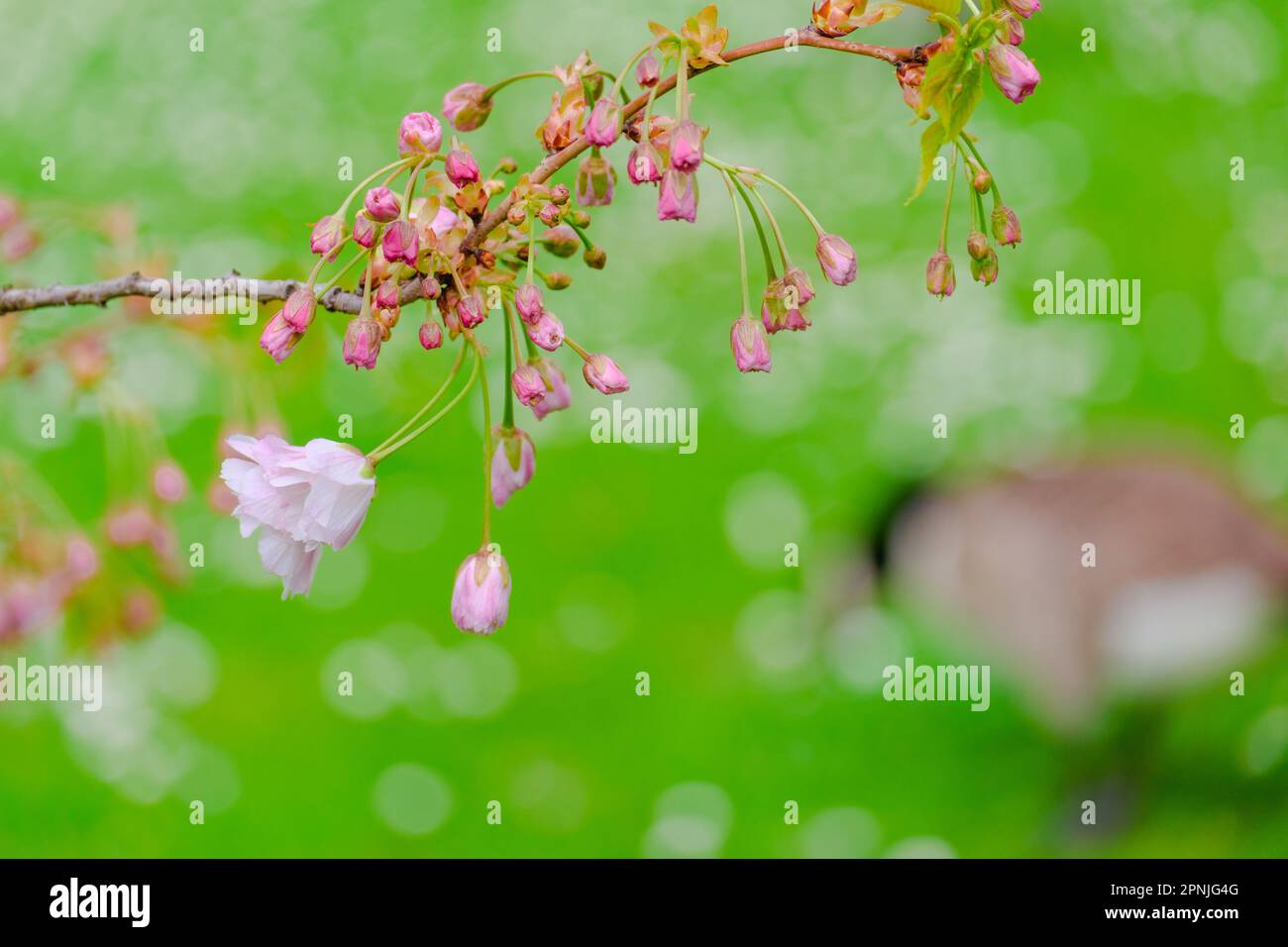 Blossoming Tree in Spring. Spring time in nature with blooming tree ...