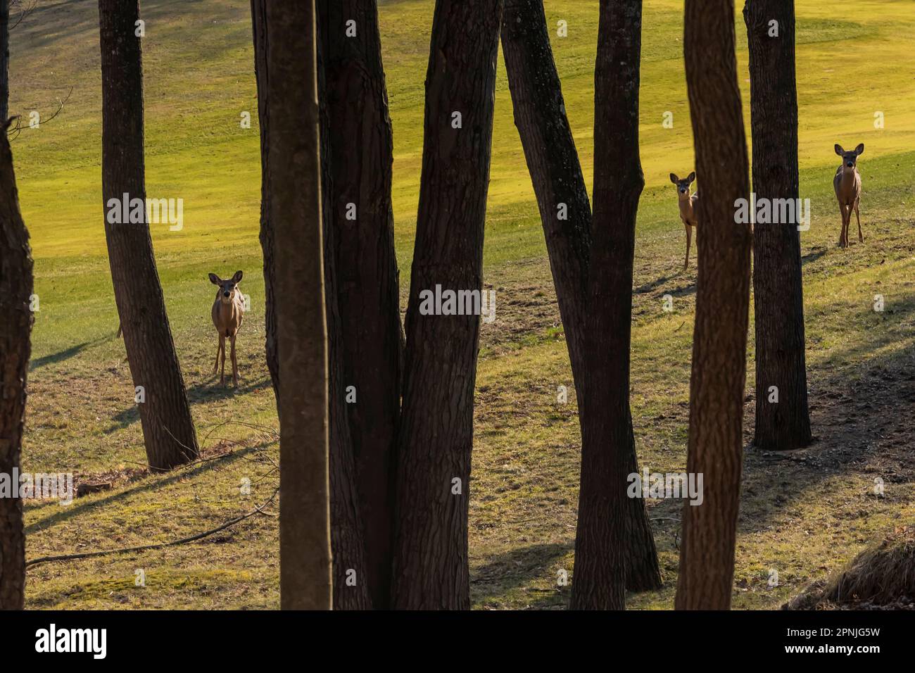 Deer herd overpopulation hi-res stock photography and images - Alamy