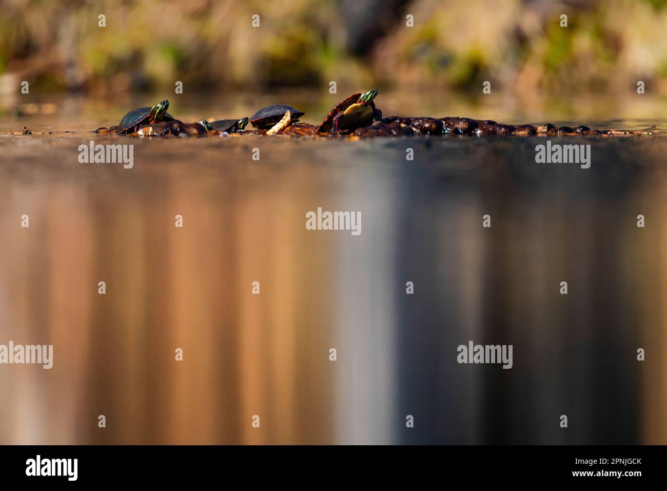Painted Turtles, Chrysemys picta, basking on a log in a small permanent ...