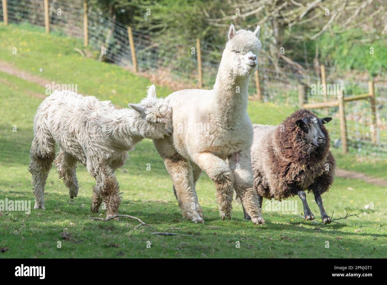 Alpacas and sheep, Vicugna pacos Stock Photo - Alamy