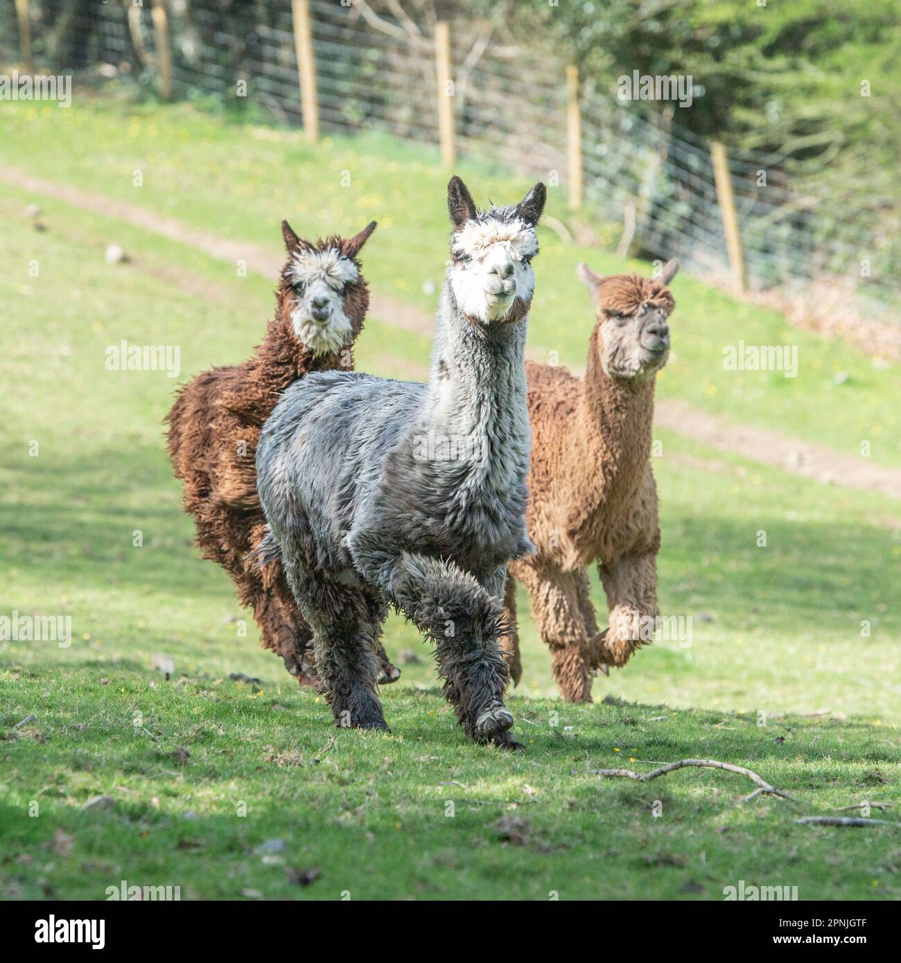 Alpaca animals hi-res stock photography and images - Alamy