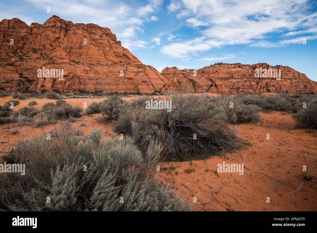 Red rock cliffs and desert plants in Snow Canyon State Park, Utah, USA ...