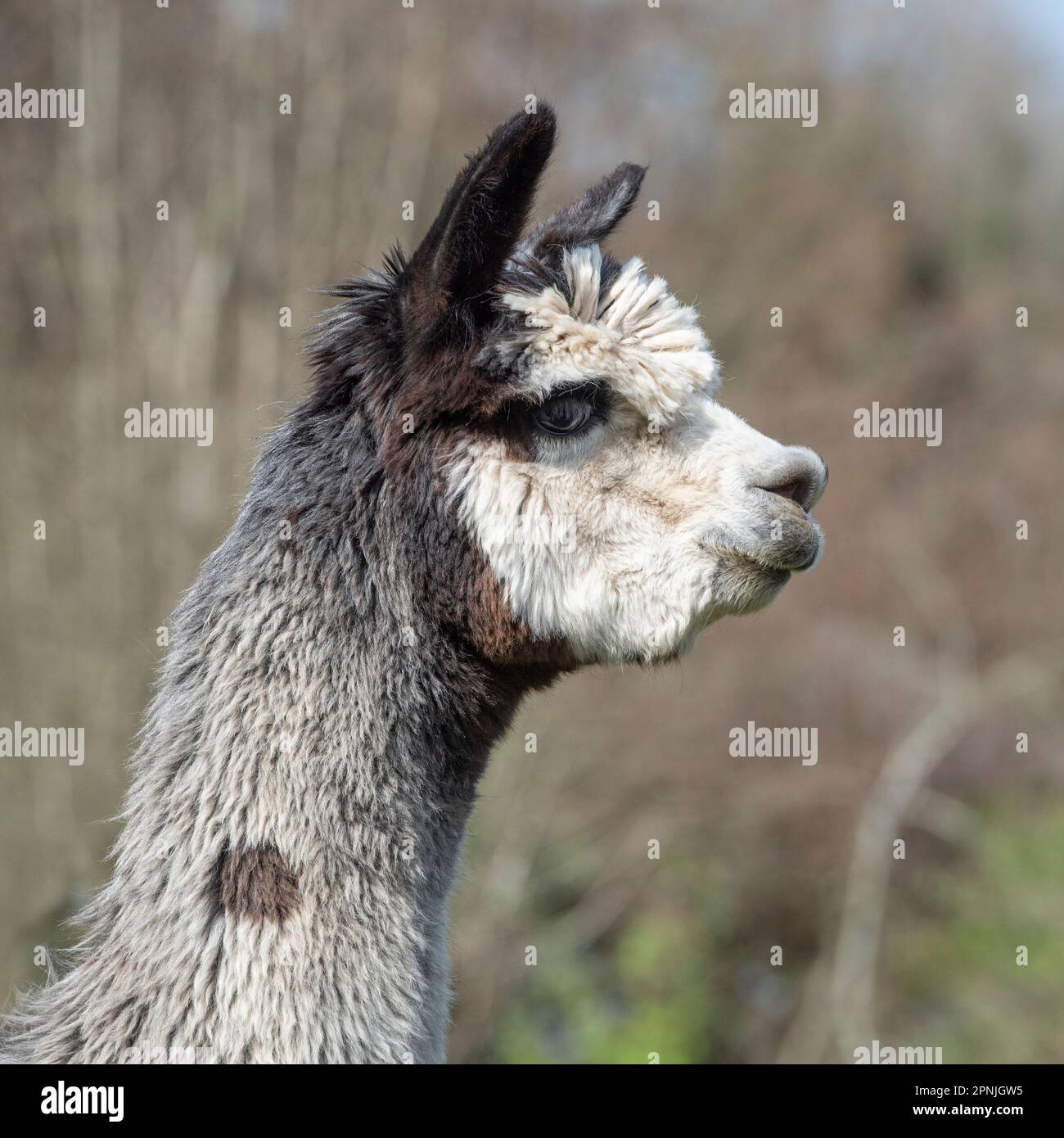 Side view of alpaca hi-res stock photography and images - Alamy