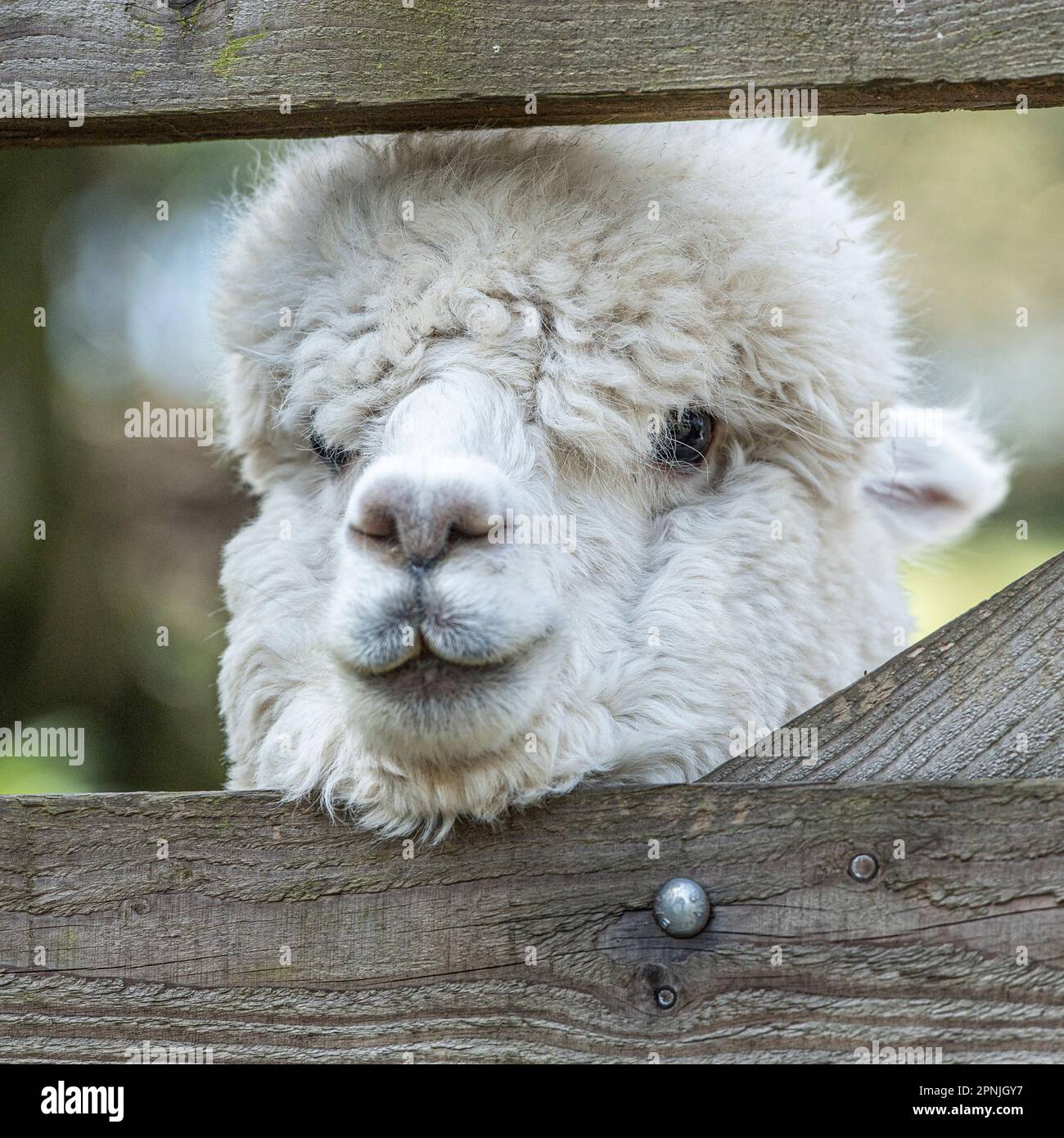 Alpaca looking through a gate, Vicugna pacos Stock Photo - Alamy