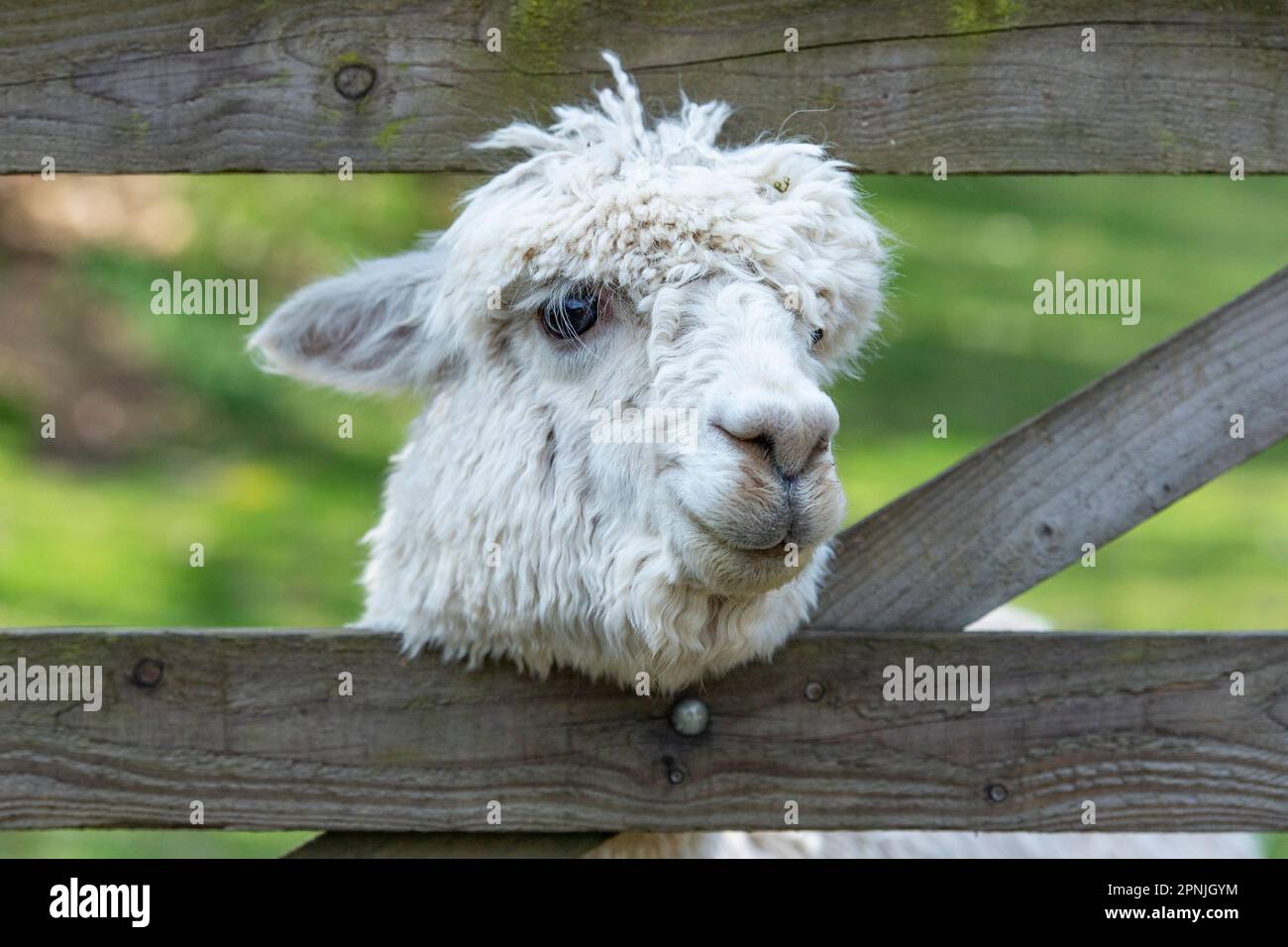 Looking through field gate hi-res stock photography and images - Alamy