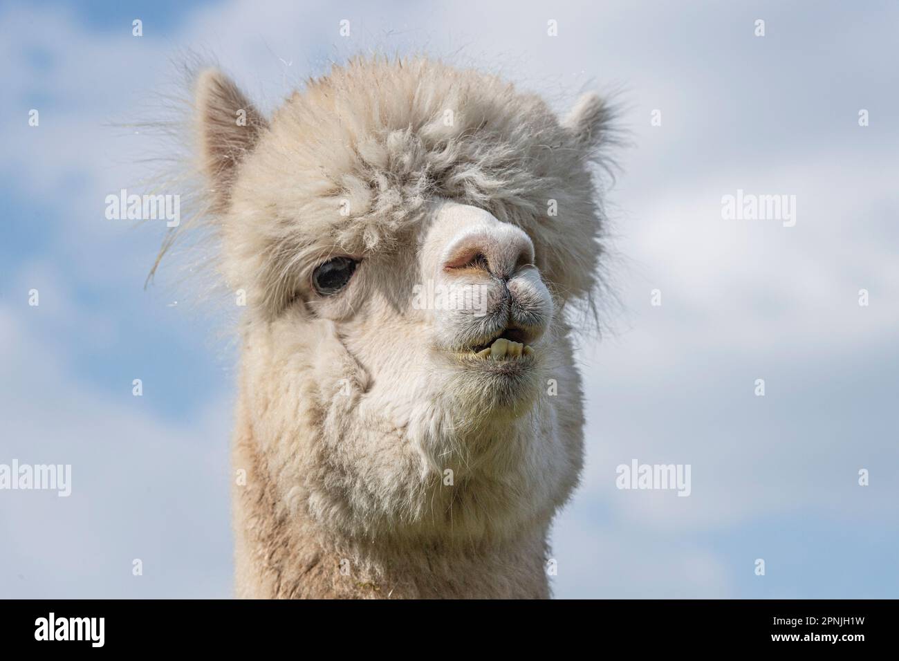 Alpaca blue sky hi-res stock photography and images - Alamy