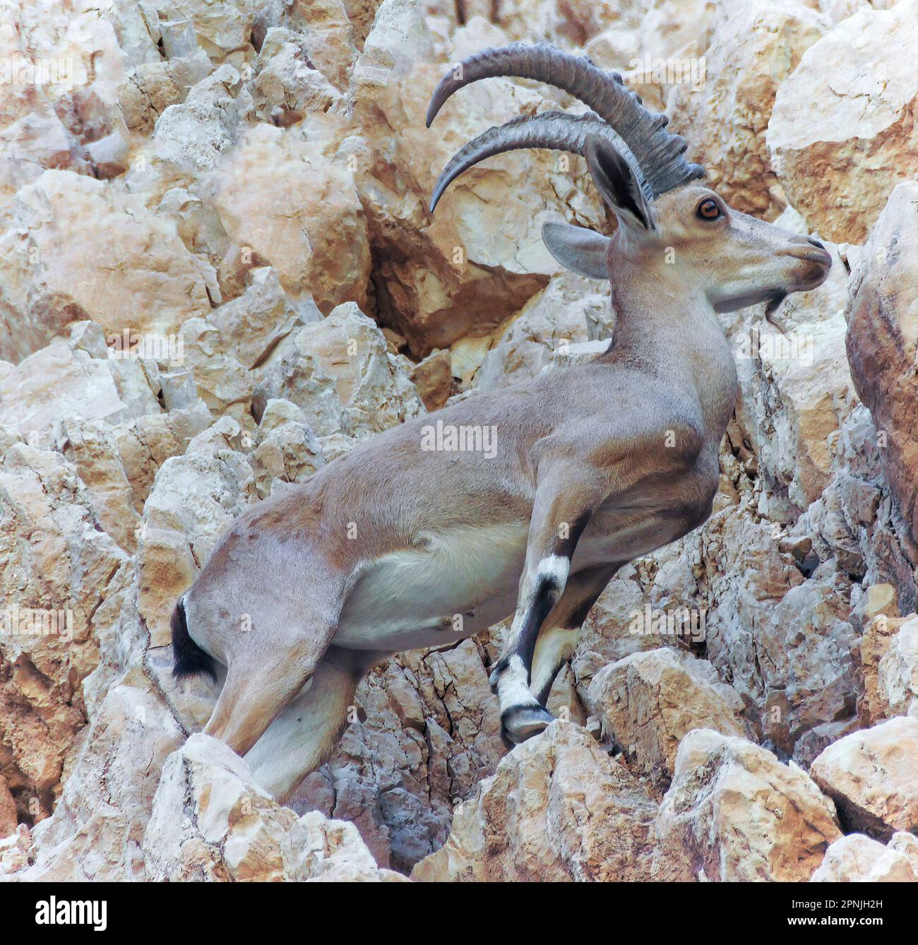 Wild goat capra cliff hi-res stock photography and images - Alamy