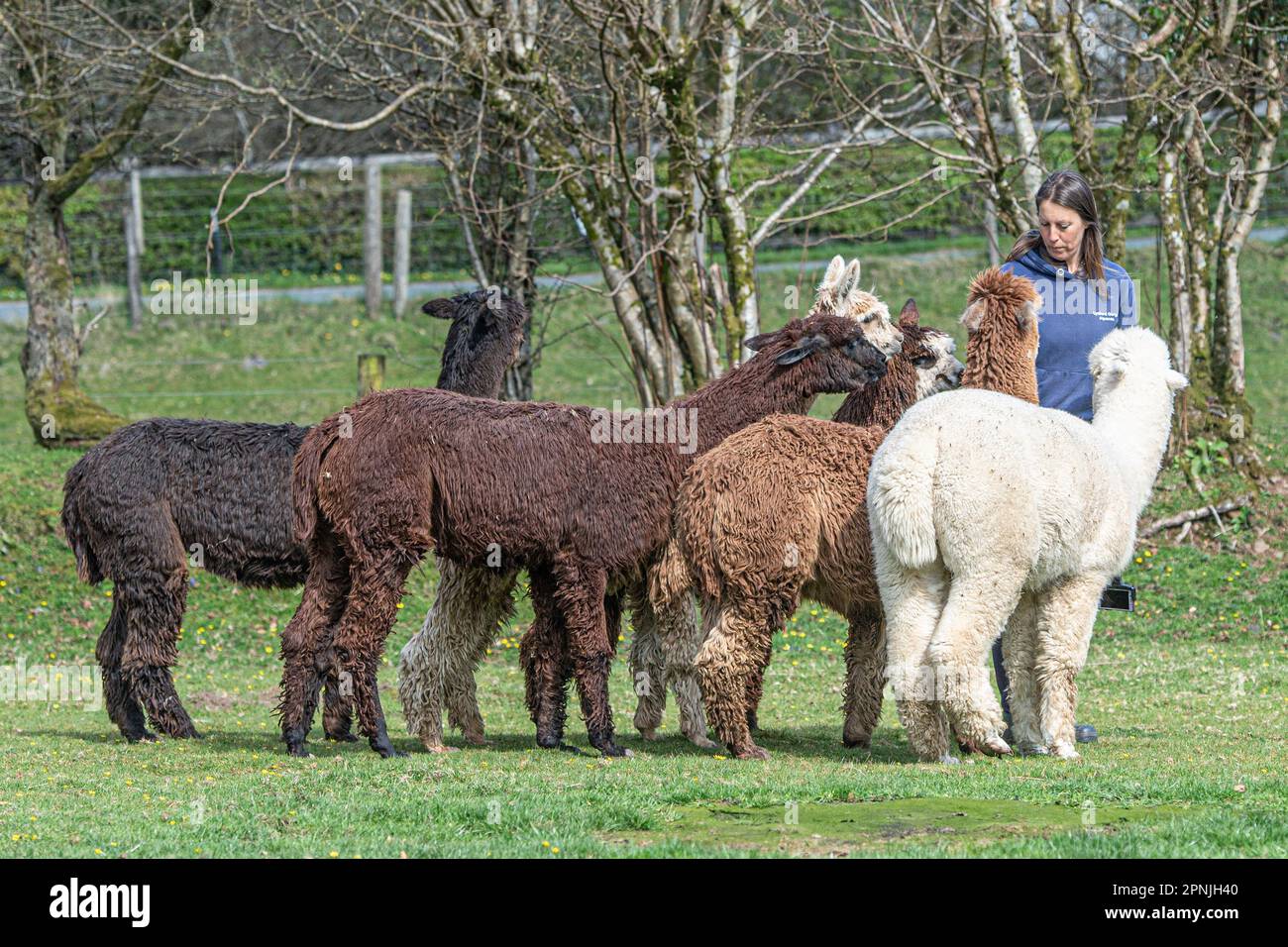 Alpacas with their owner Vicugna pacos Stock Photo - Alamy