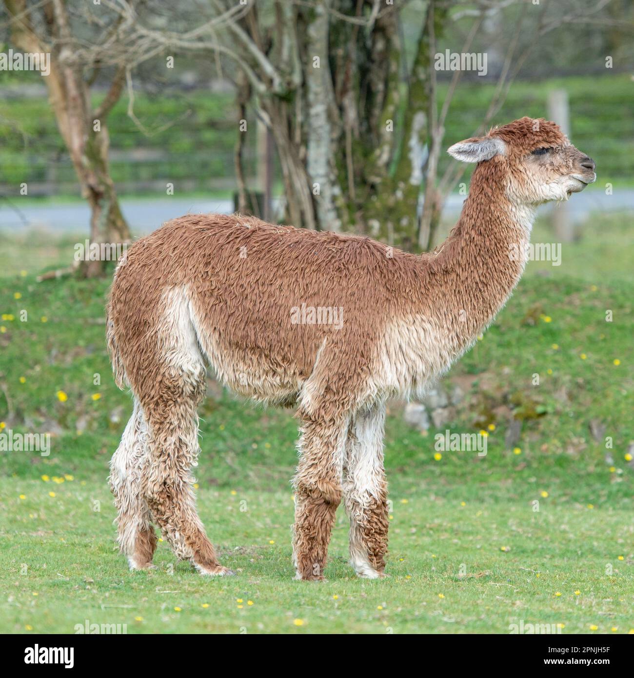 Adult male alpaca hi-res stock photography and images - Alamy