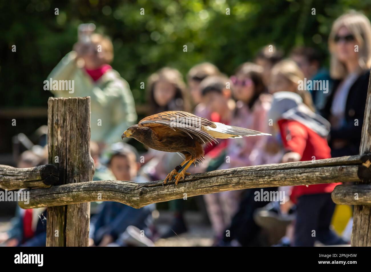 The Harris's hawk (Parabuteo unicinctus), formerly known as the bay ...