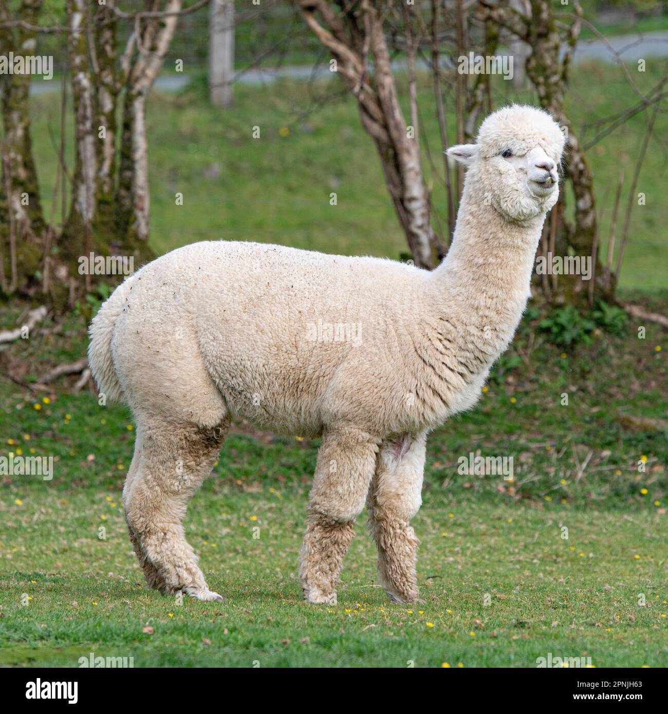 Alpaca, Vicugna pacos Stock Photo - Alamy