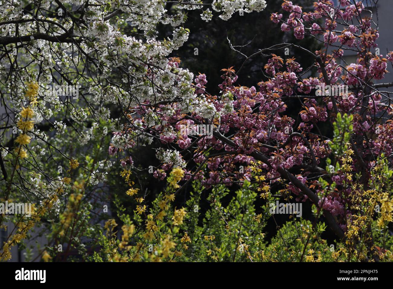 flowers and spring Stock Photo - Alamy