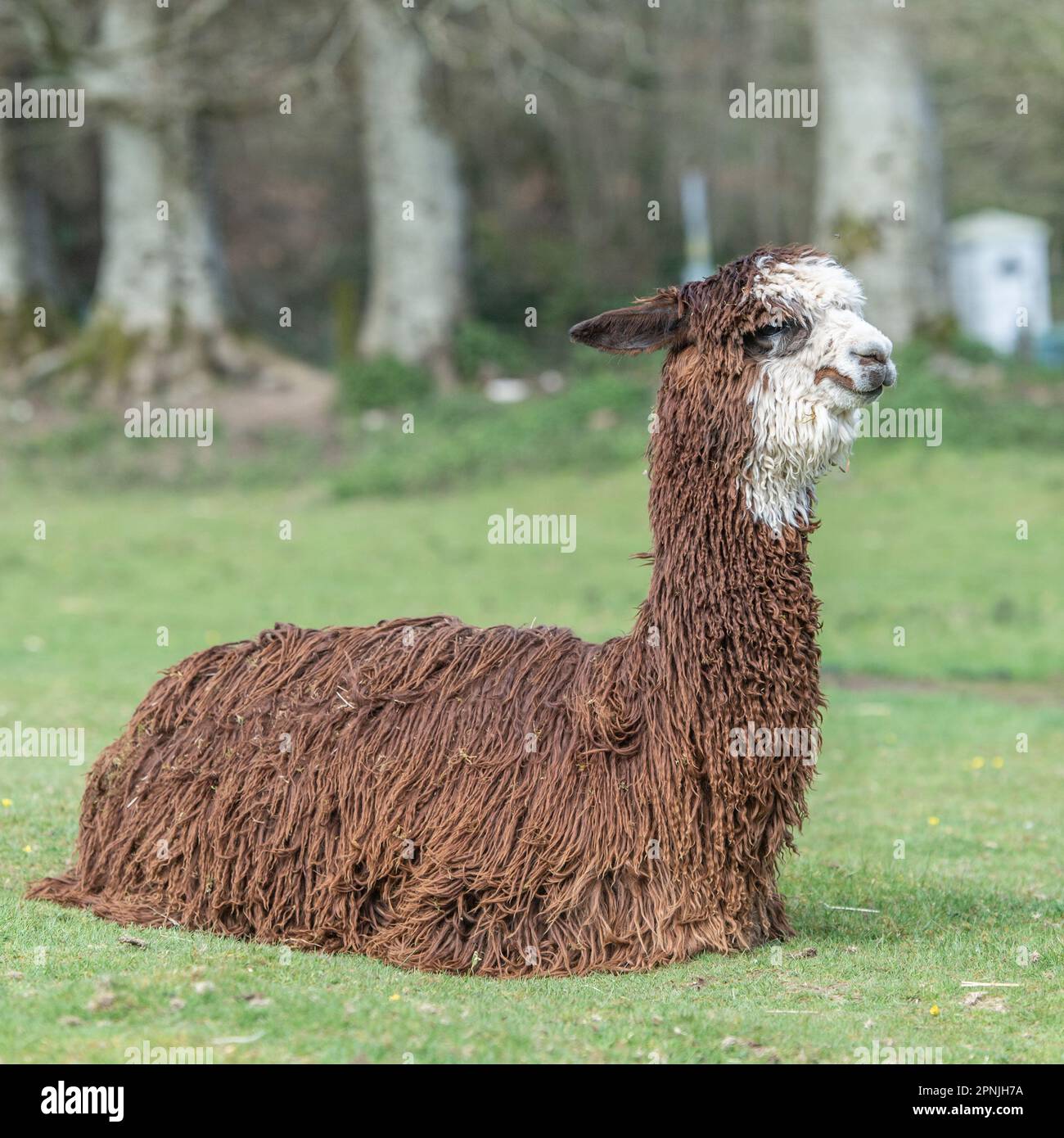 Resting alpaca hi-res stock photography and images - Alamy