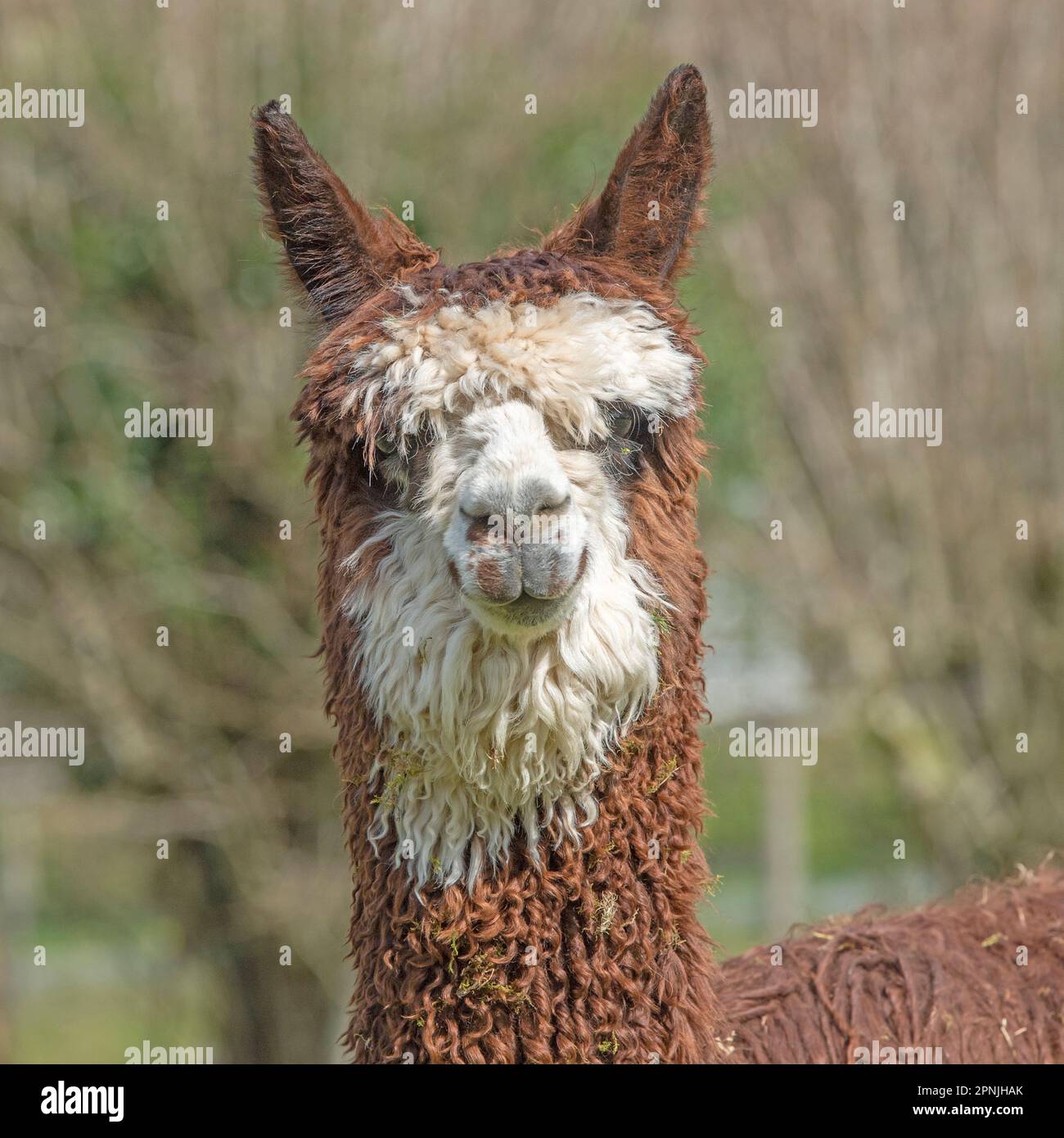 Red alpaca hi-res stock photography and images - Alamy