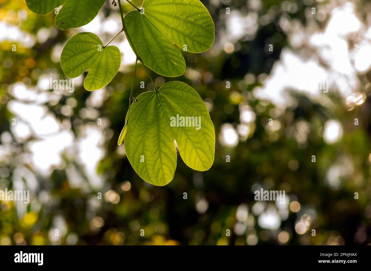 Bauhinia leaves, hybrid leguminous tree with bokeh background Stock ...