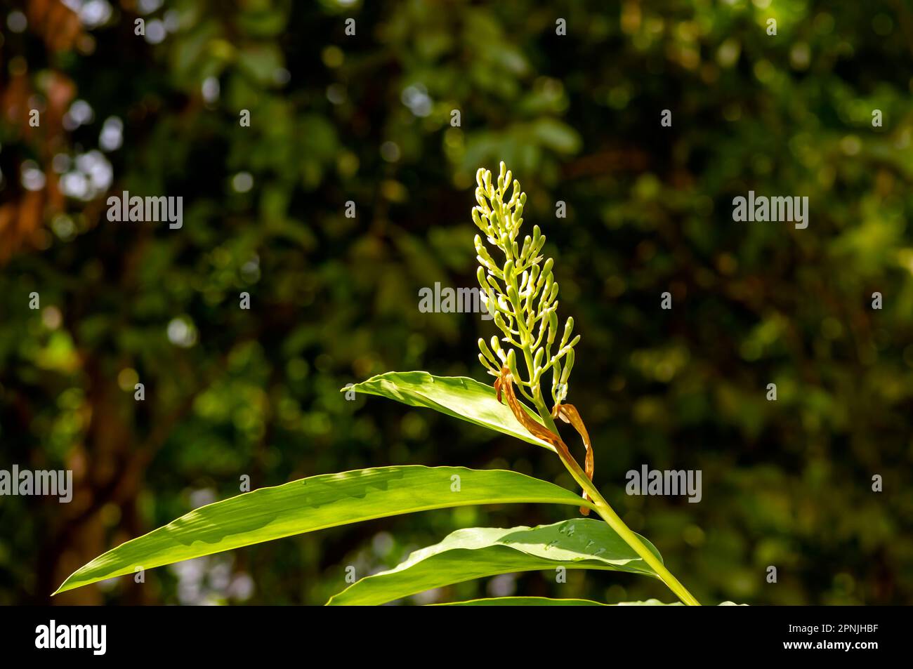 Bunga Lengkuas, galangal flowers (Alpinia galanga) in the garden Stock ...