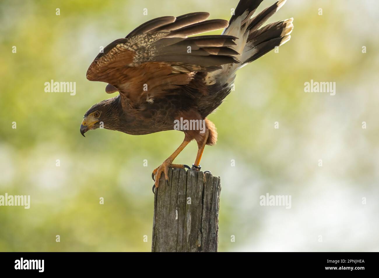 The Harris's hawk (Parabuteo unicinctus), formerly known as the bay ...