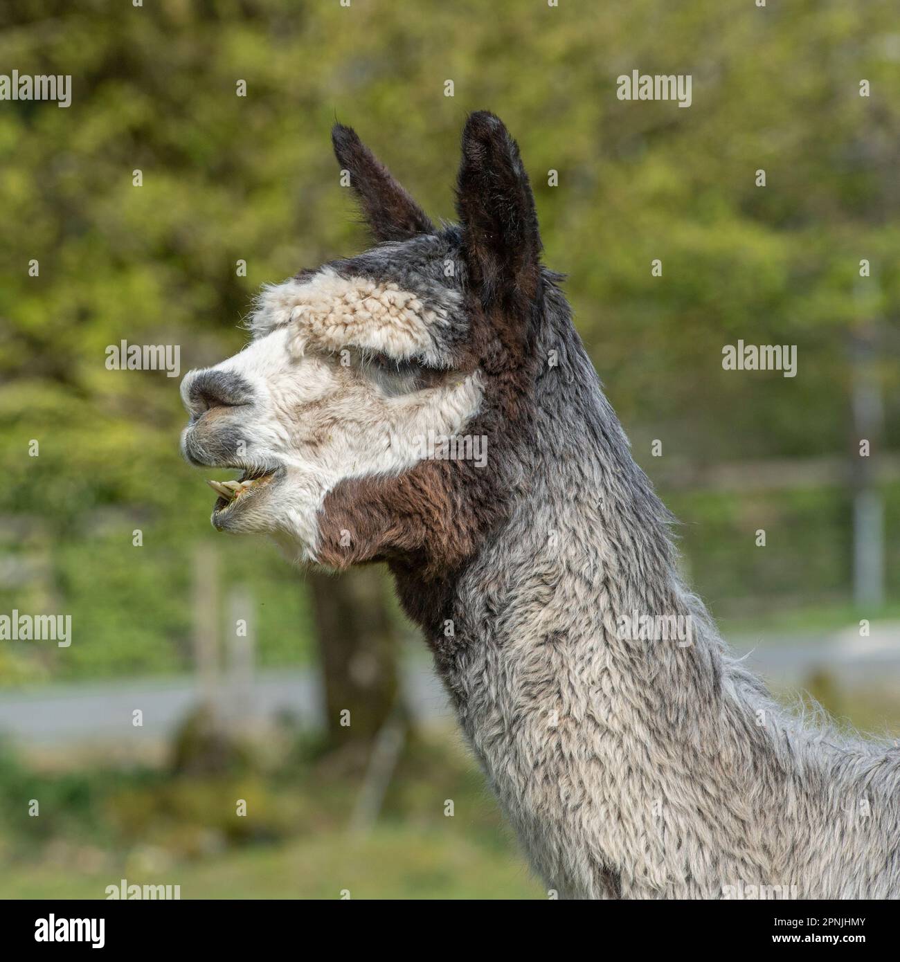 Alpaca mouth open hi-res stock photography and images - Alamy