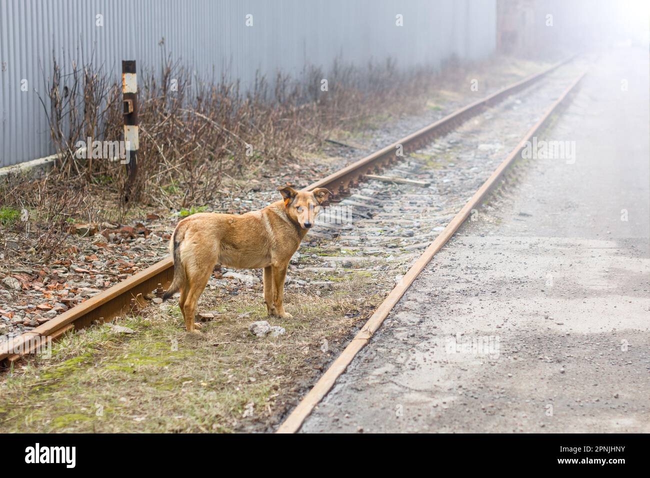 stray dog stands on the railroad tracks. homeless animal. all dogs go ...