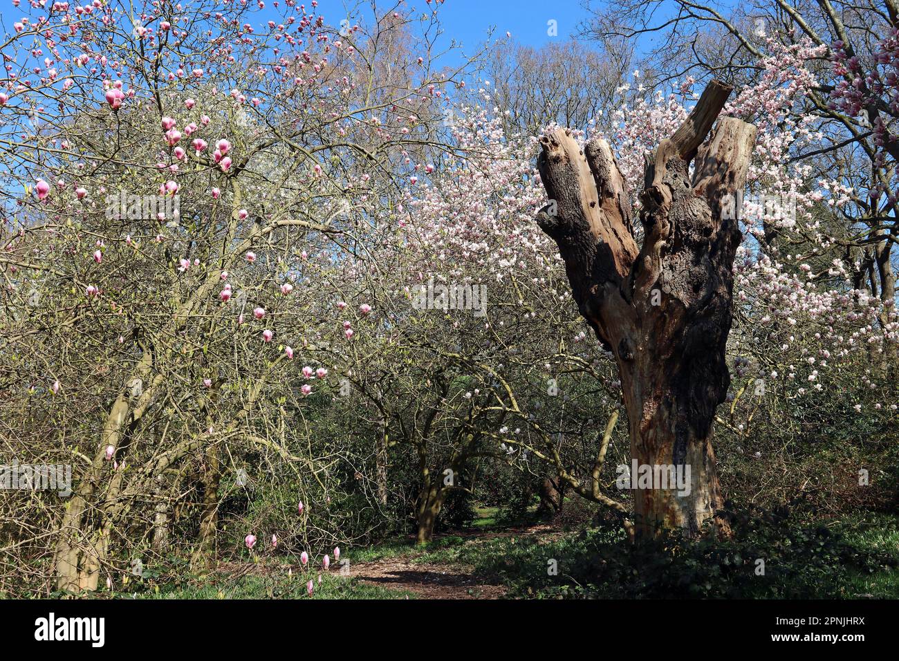 Beautiful new pink magnolia blooms surround a tall old tree stump in an ...