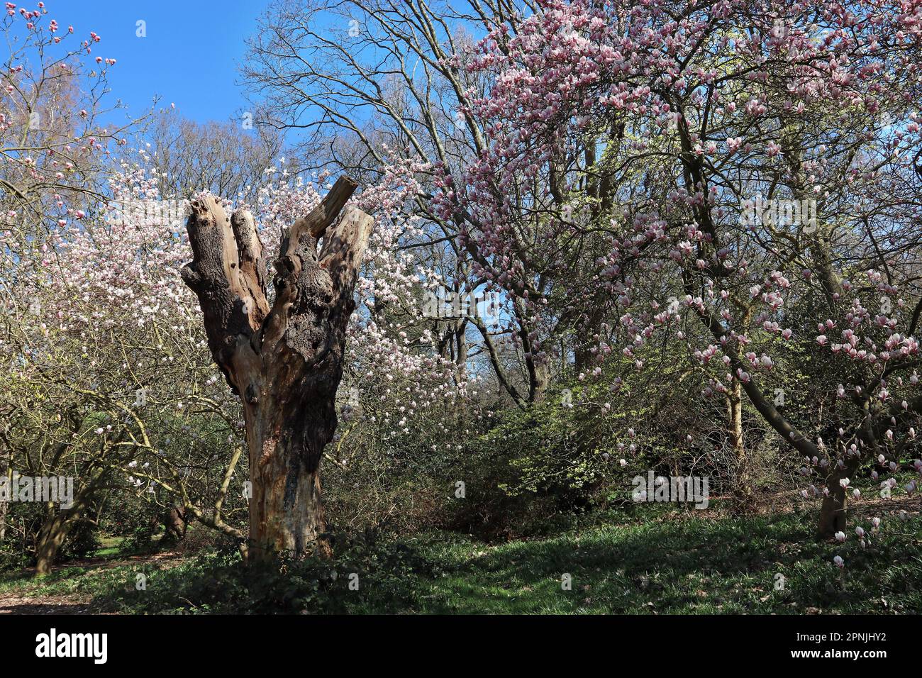 Beautiful new pink magnolia blooms surround a tall old tree stump in an ...