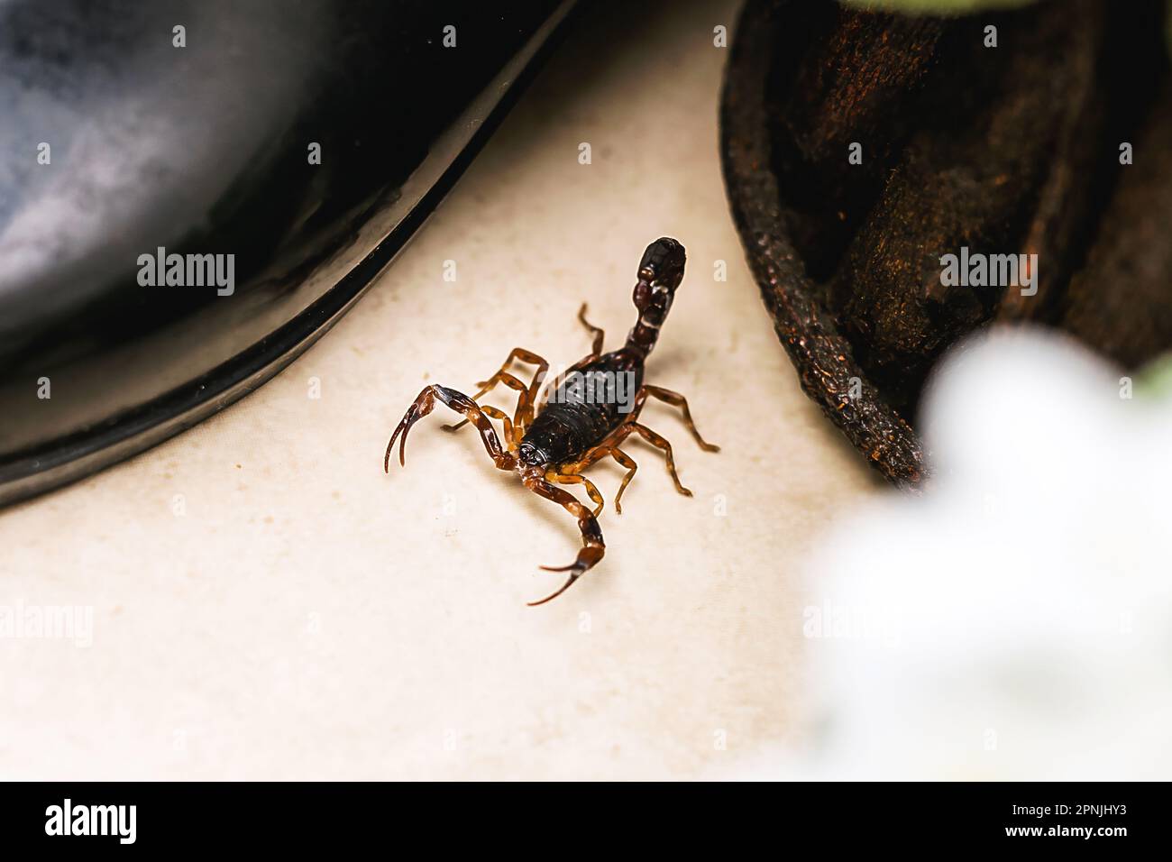 Scorpion indoors by the garden. Poisonous animal in the home interior ...