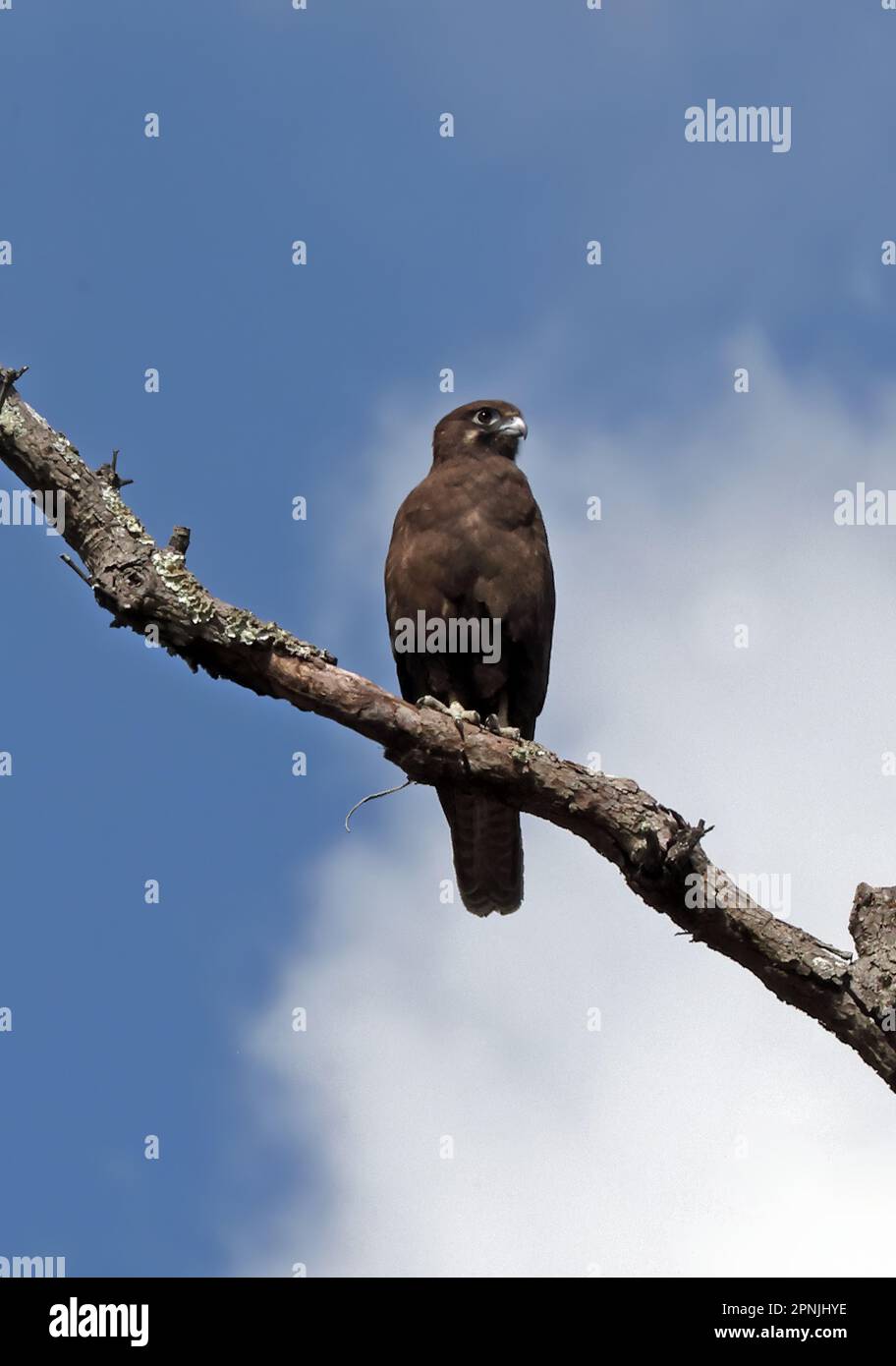 Adult brown falcon falco berigora hi-res stock photography and images ...