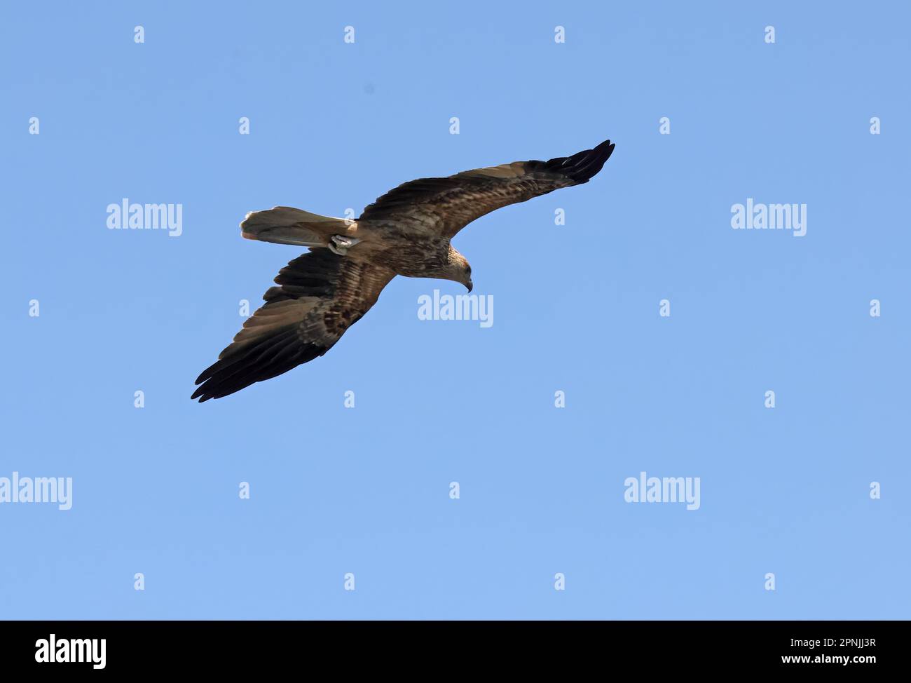 Whistling Kite (Haliastur sphenurus) adult in flight North Stradbroke ...