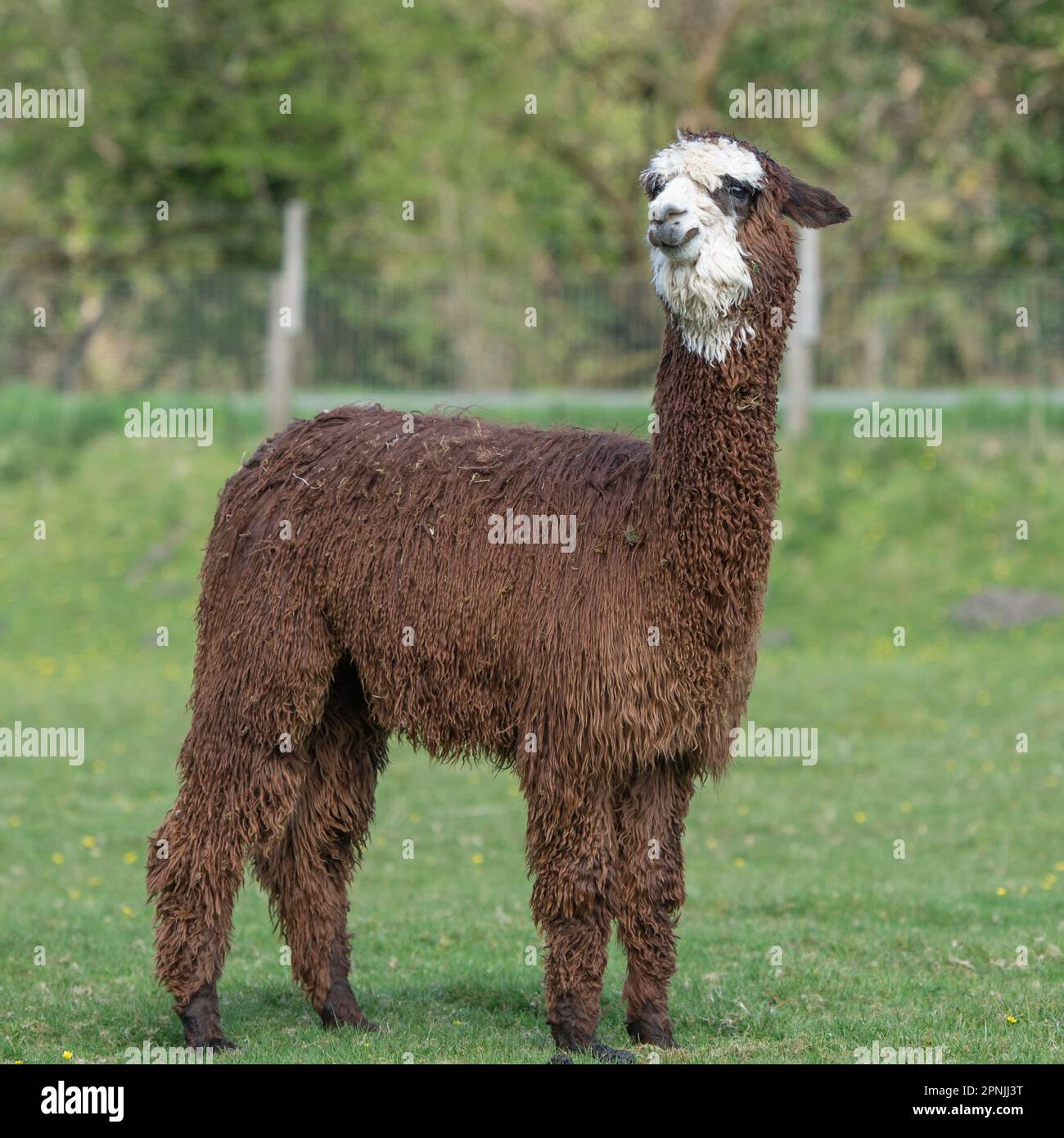 Side view of alpaca hi-res stock photography and images - Alamy