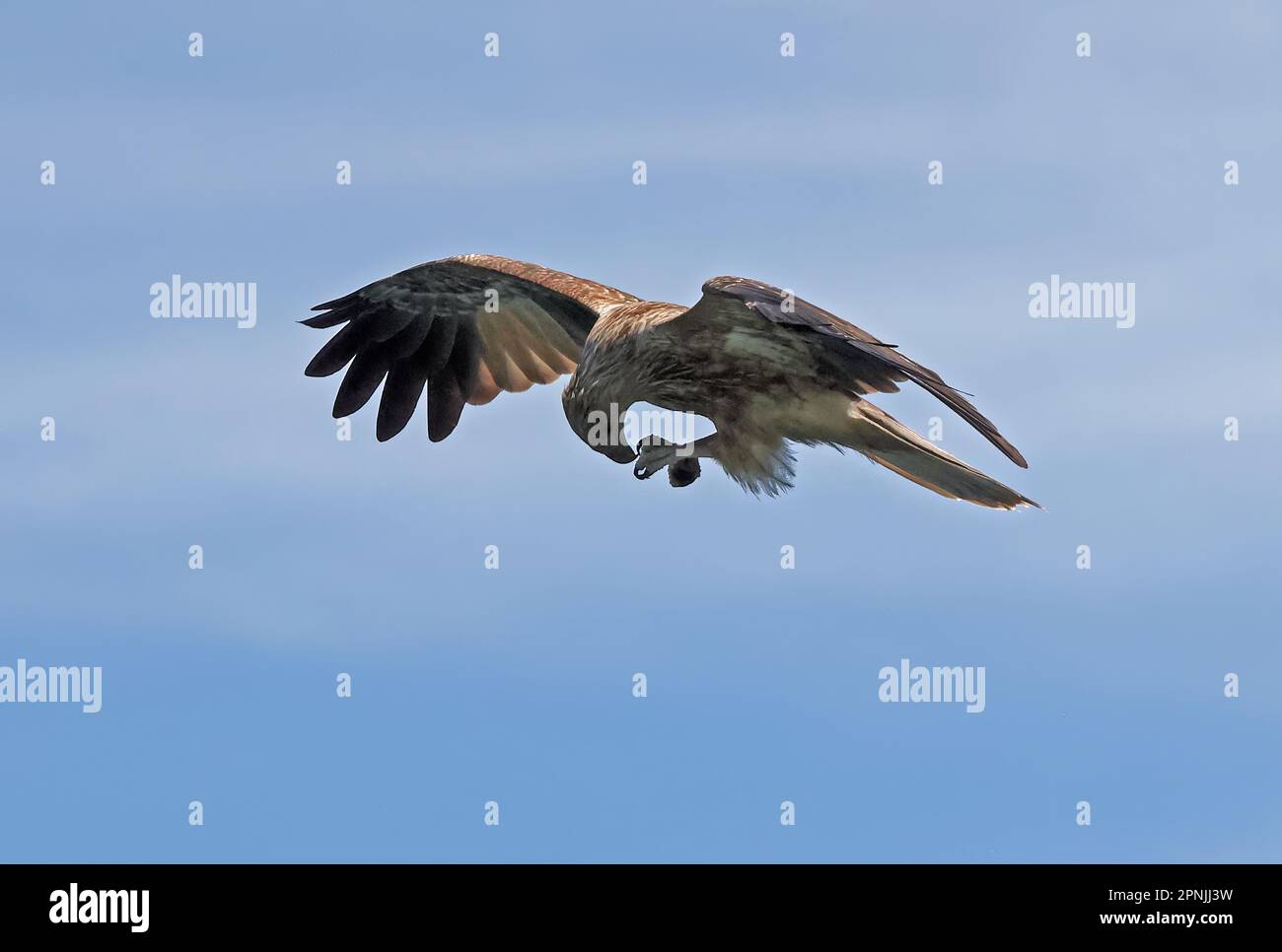 Whistling Kite (Haliastur sphenurus) adult in flight, eating food held ...
