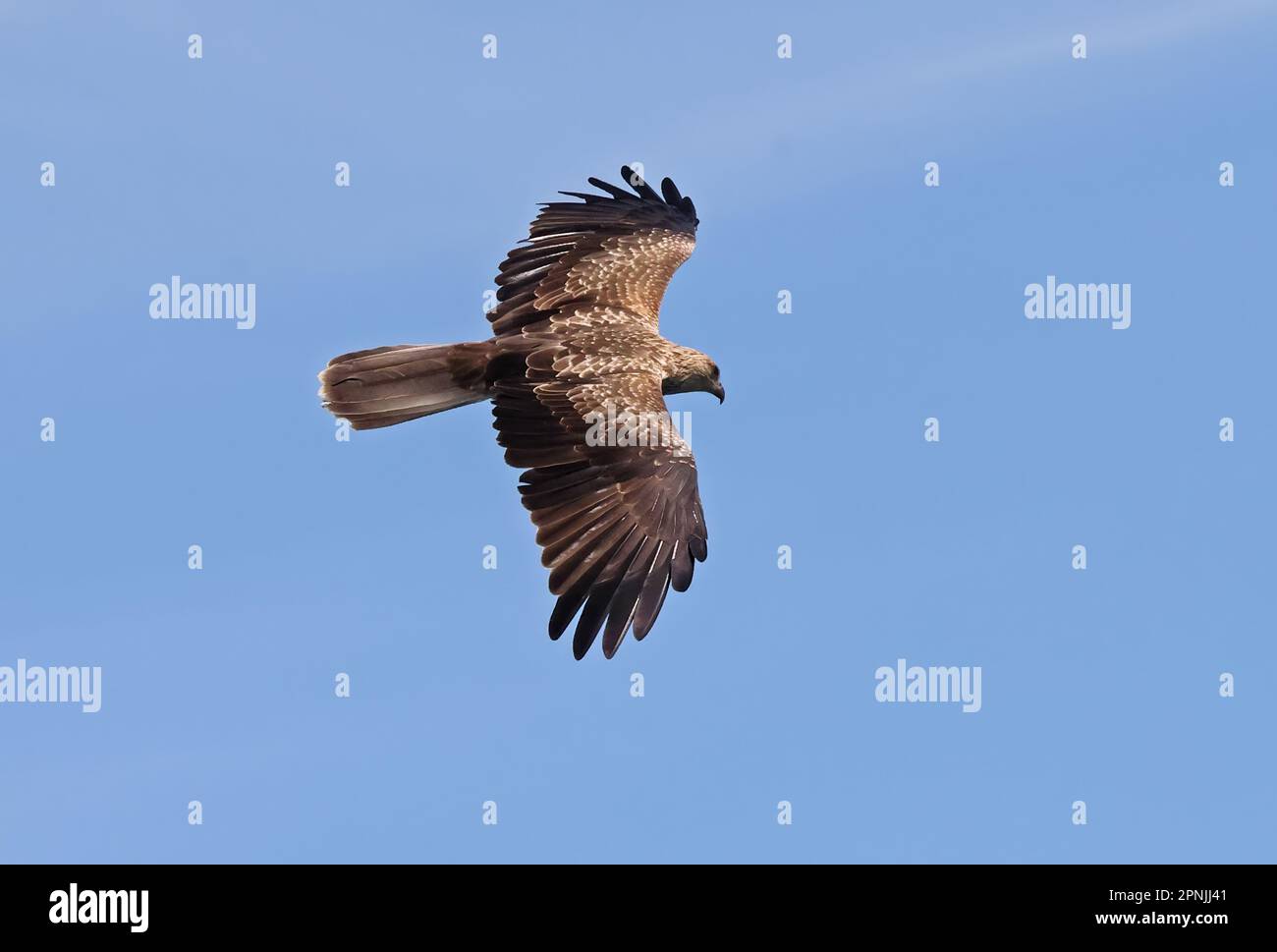 Whistling Kite (Haliastur sphenurus) adult in flight North Stradbroke ...