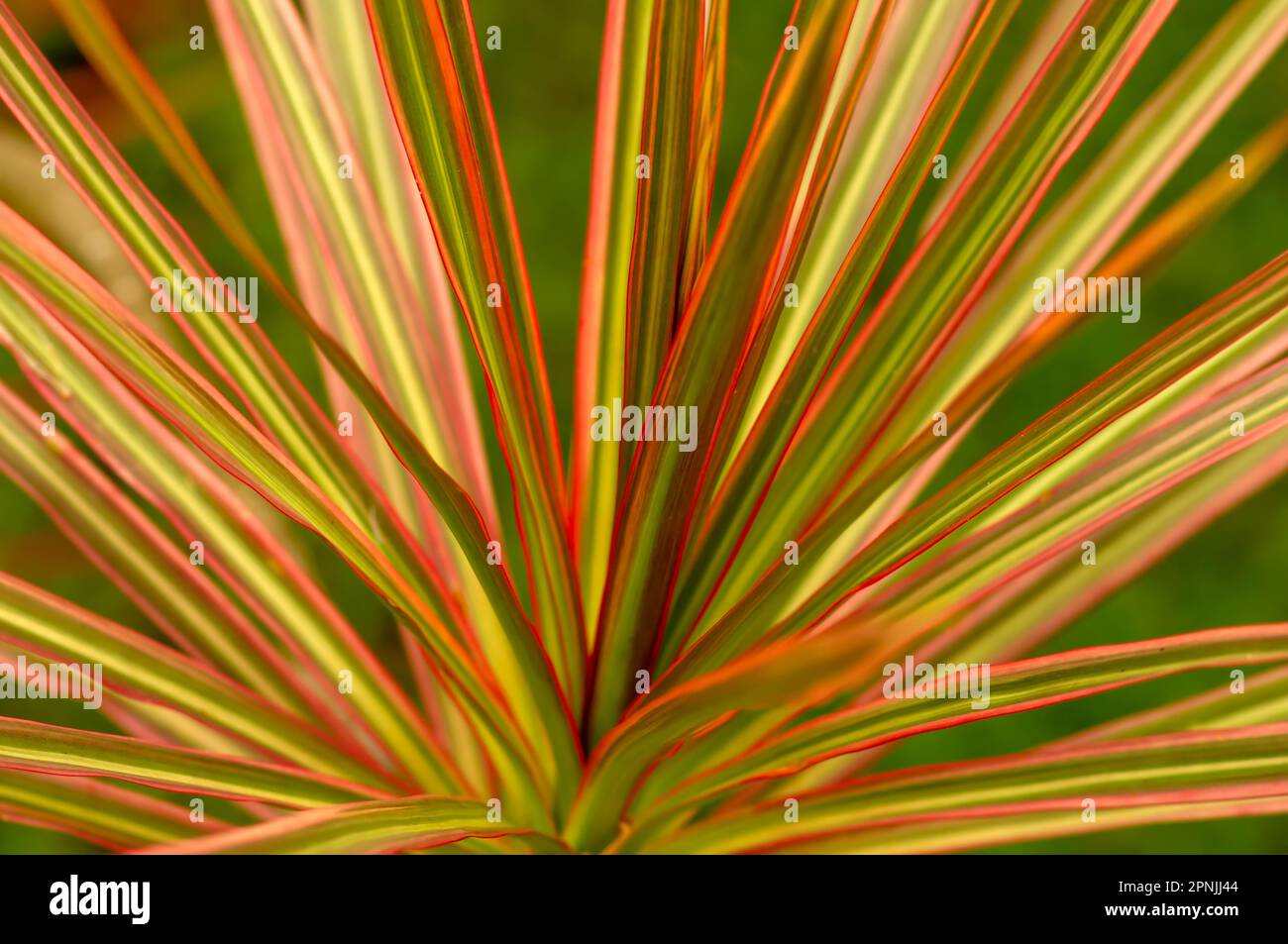 Dracaena marginata Tricolor, rainbow tree, shallow focus for background ...
