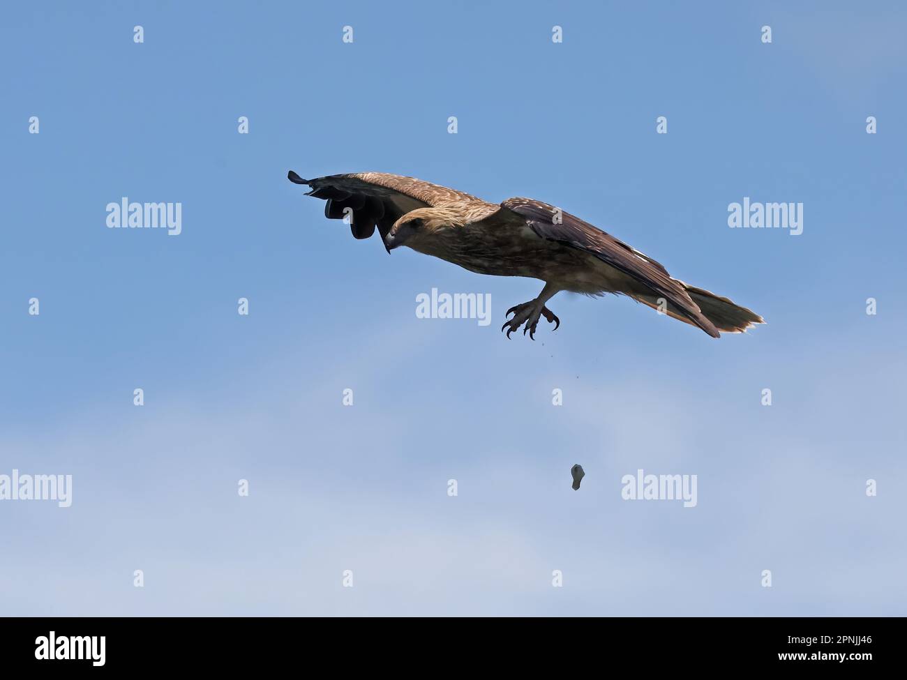 Whistling Kite (Haliastur sphenurus) adult in flight, dropping prey ...