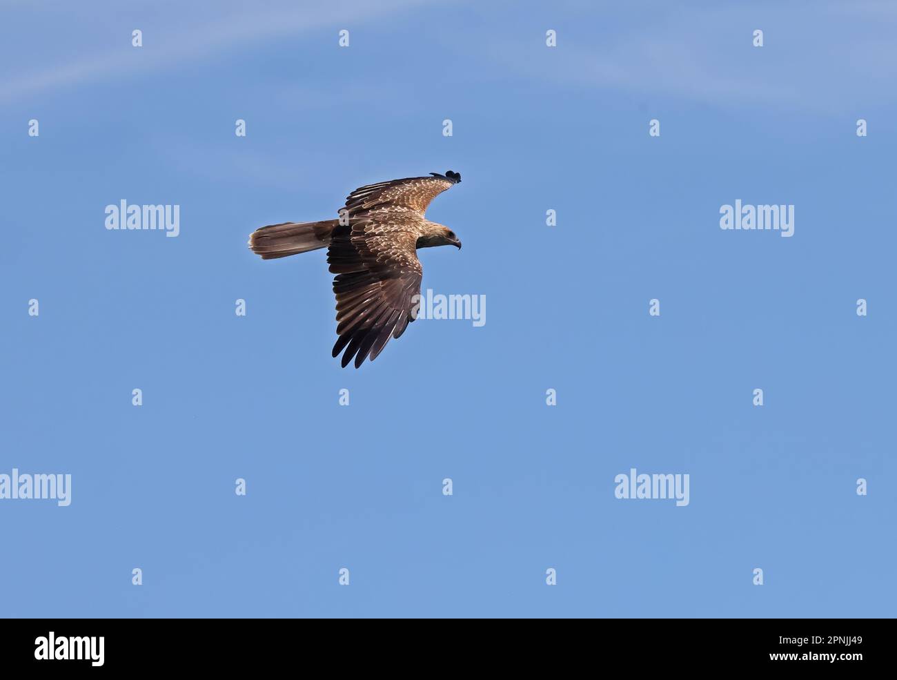 Whistling Kite (Haliastur sphenurus) adult in flight North Stradbroke ...