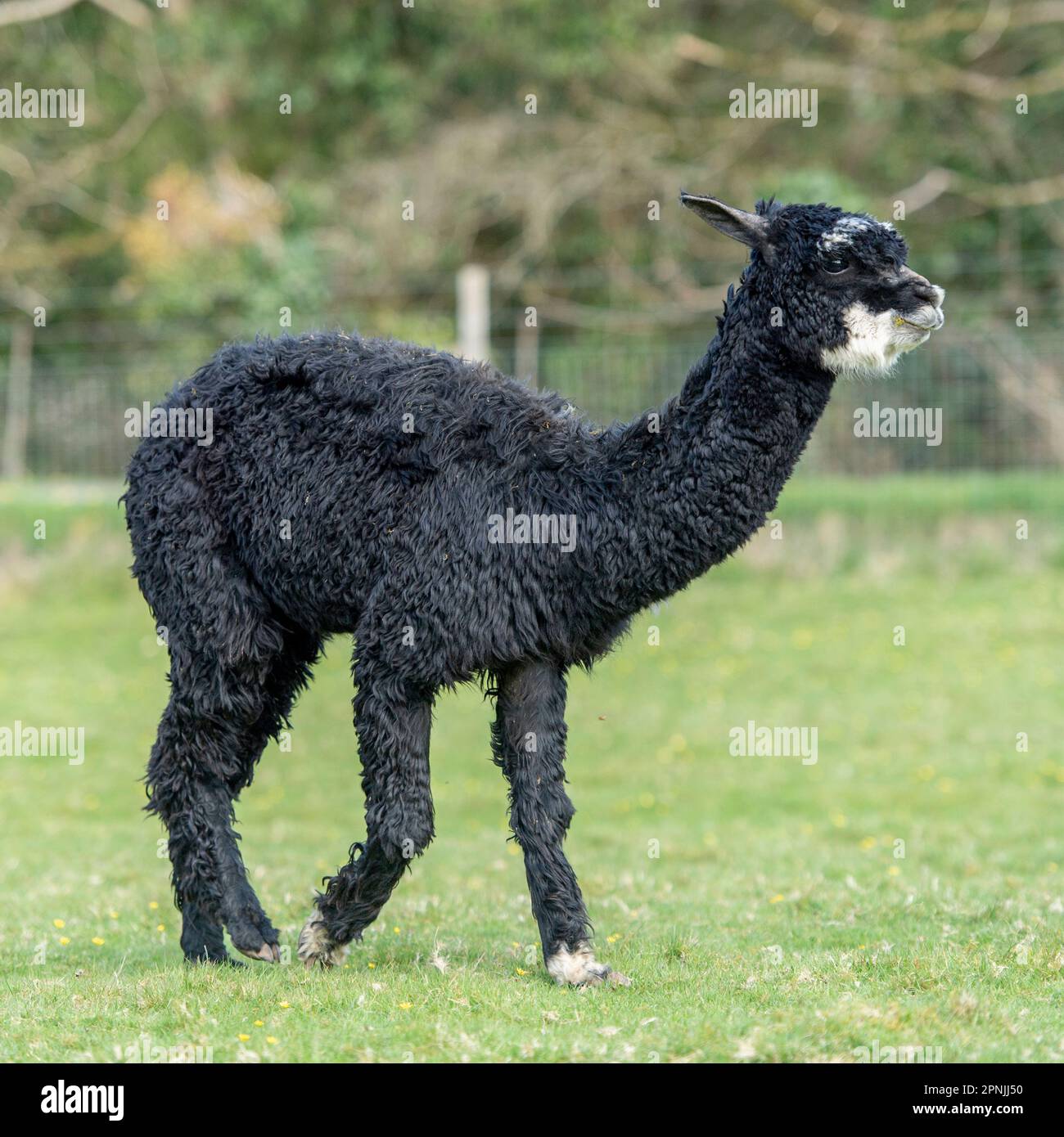 Black alpaca hi-res stock photography and images - Alamy